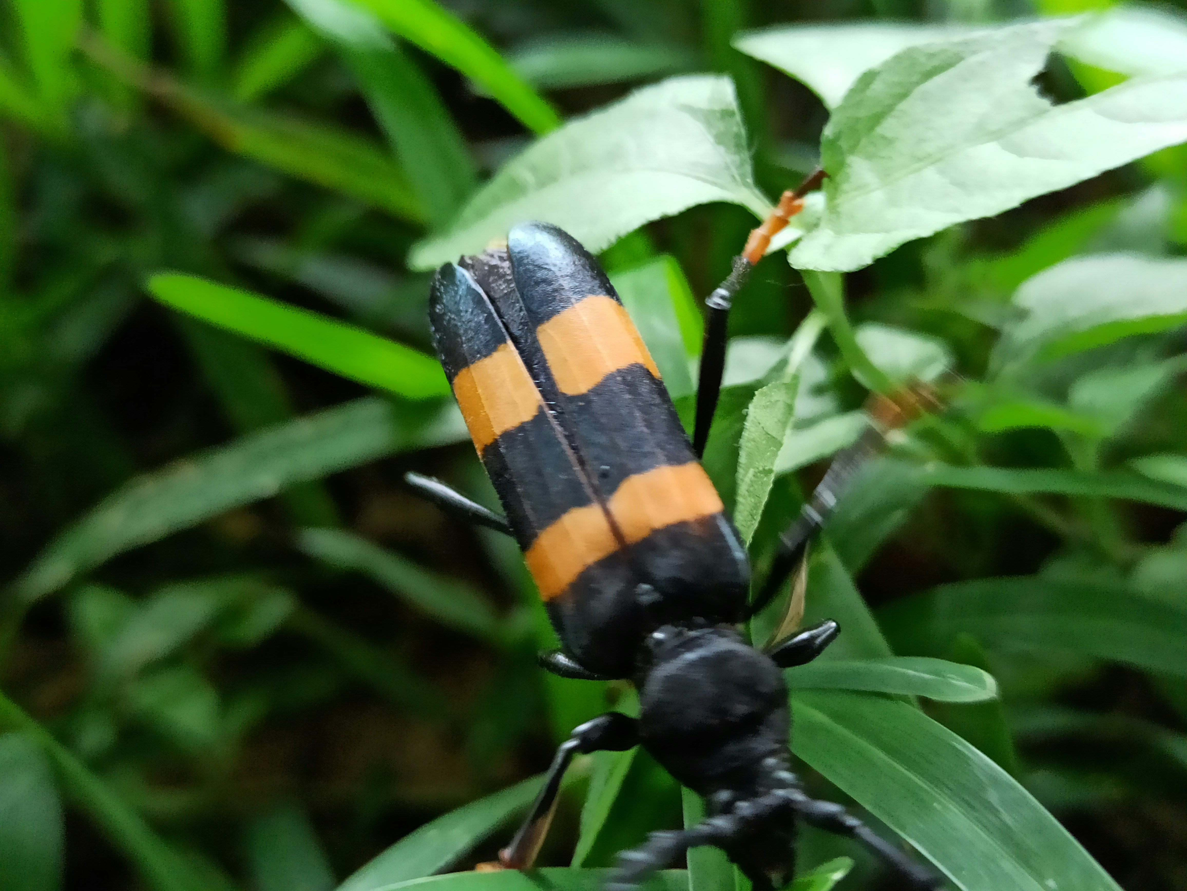 A close up of a black and orange insect on a plant photo – Free Animal ...