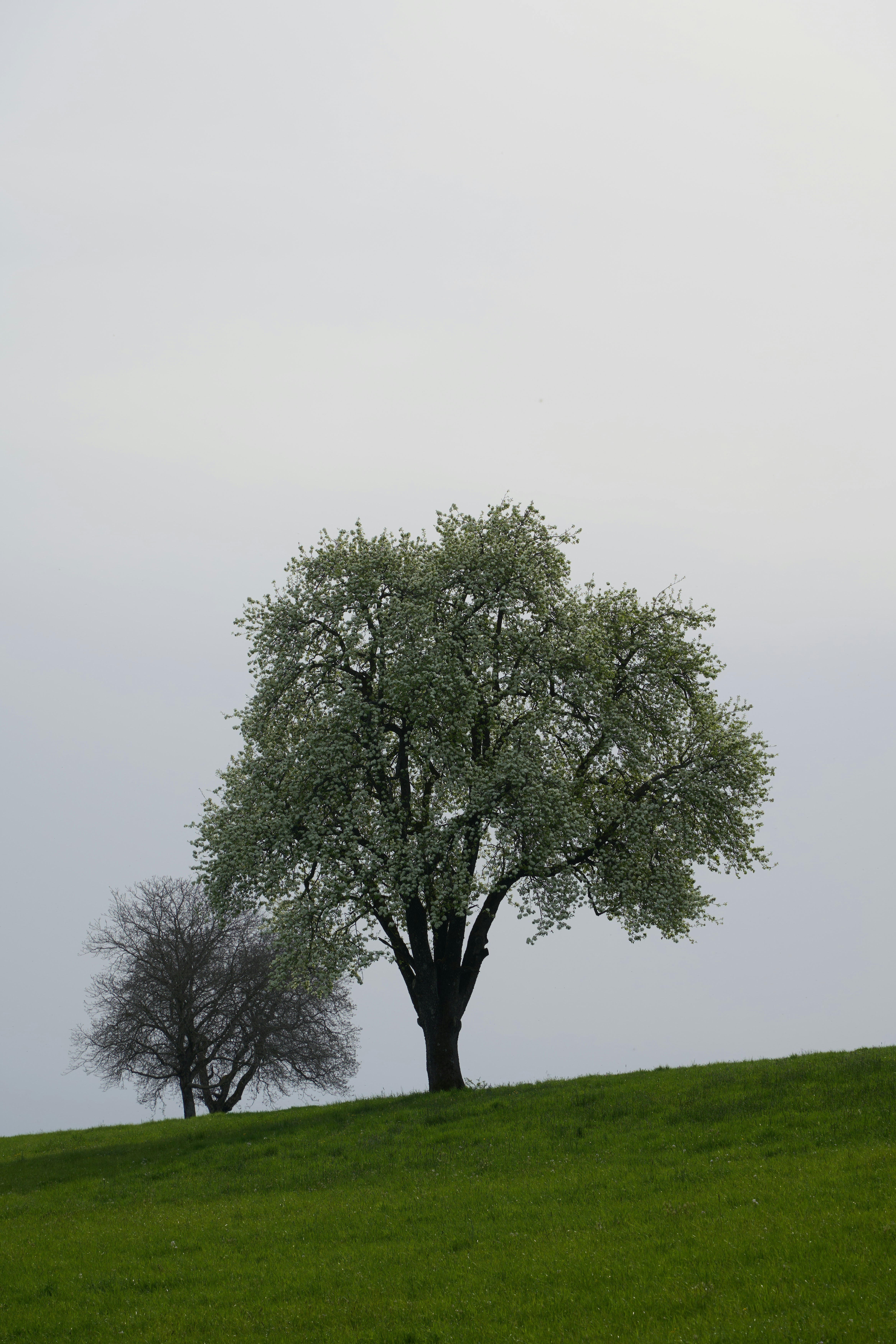 Photo by Wolfgang Hasselmann with Sony Alpha 7 IV