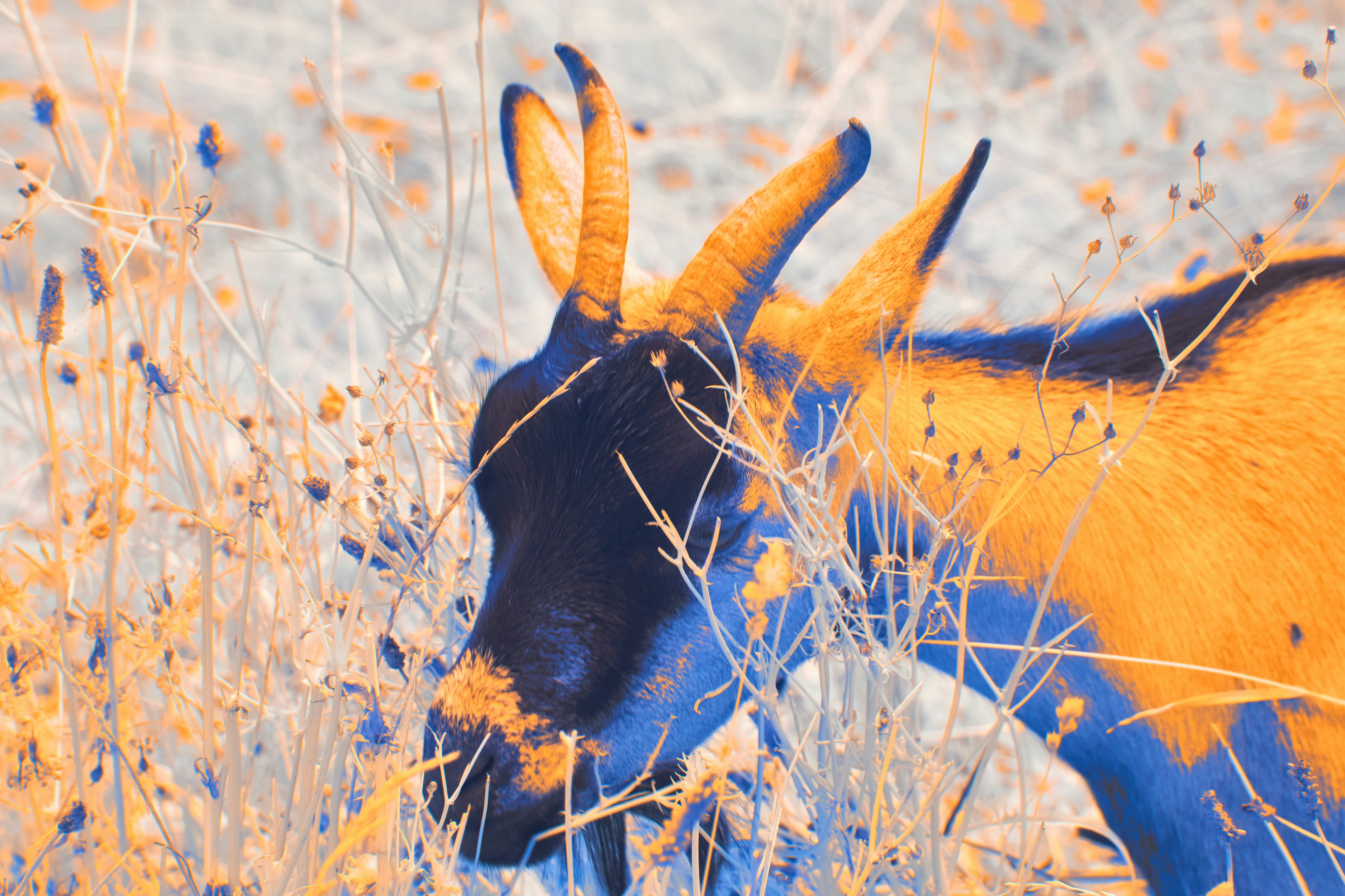 Neon Ember: An Antelope Poised in Cyan Grass