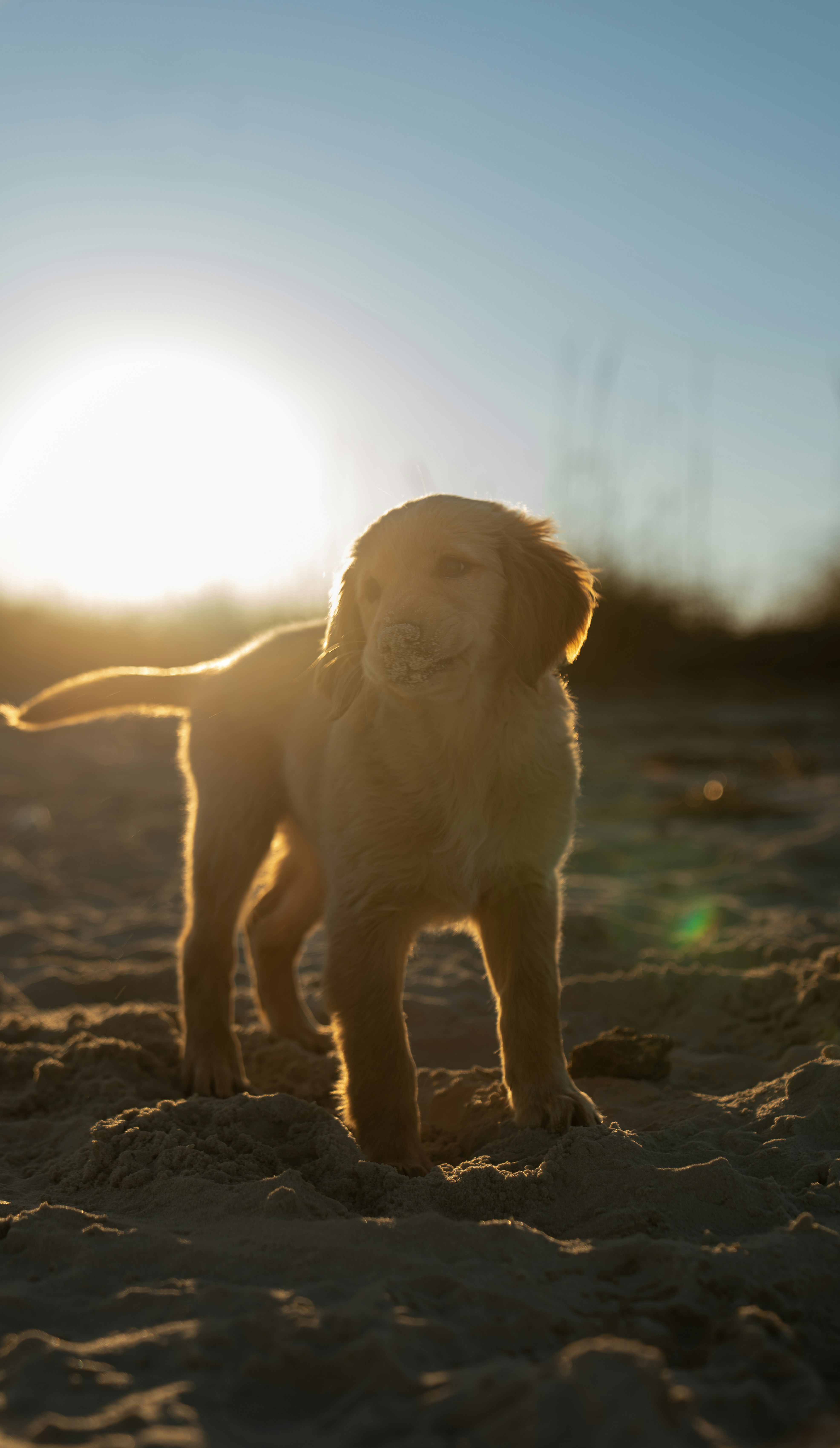 Sun Halo on Sand: A Golden Retriever Stops in Backlit Silhouette