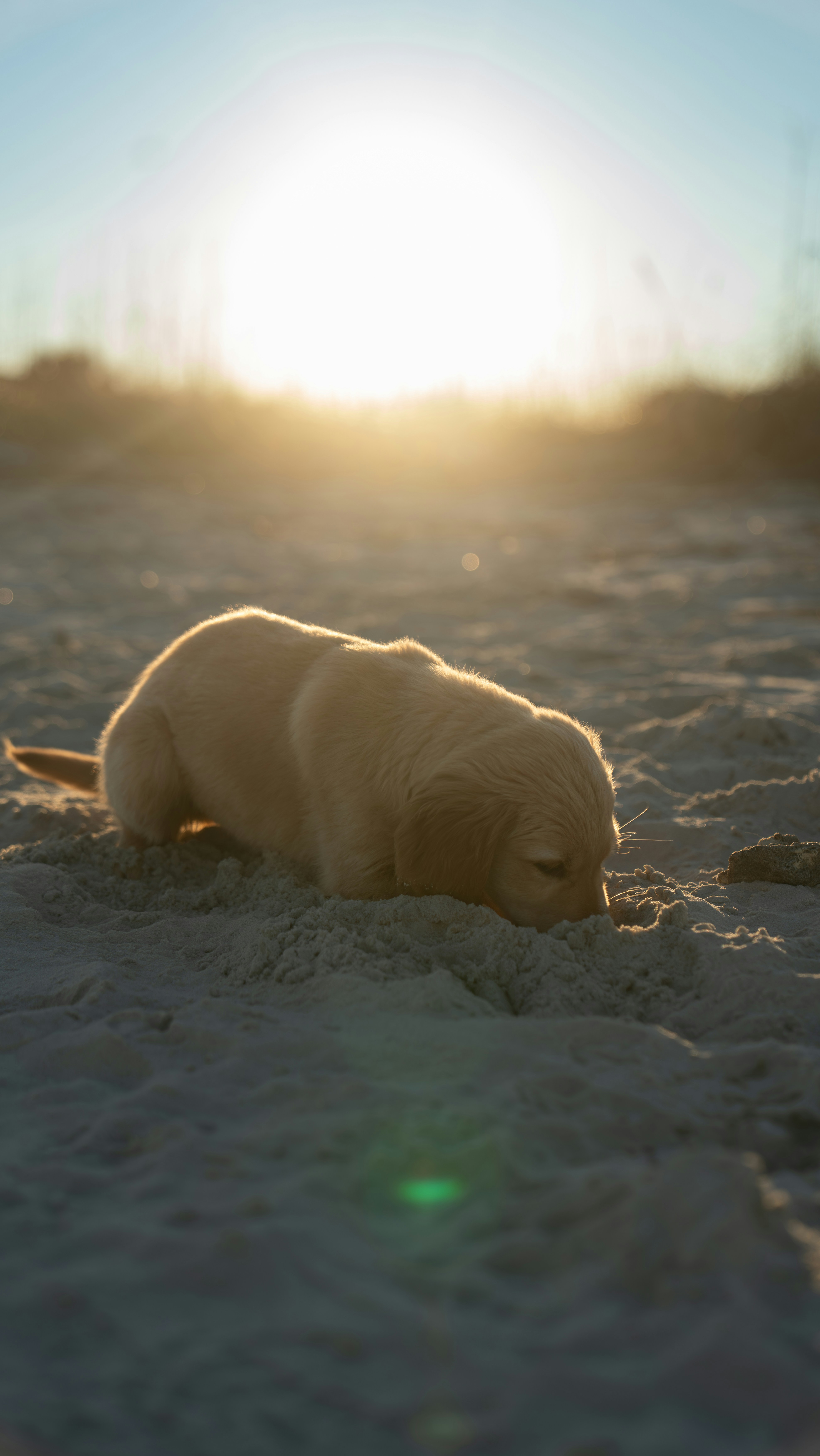Sunset Snug on the Sand: A Golden Puppy Napping at the Shore