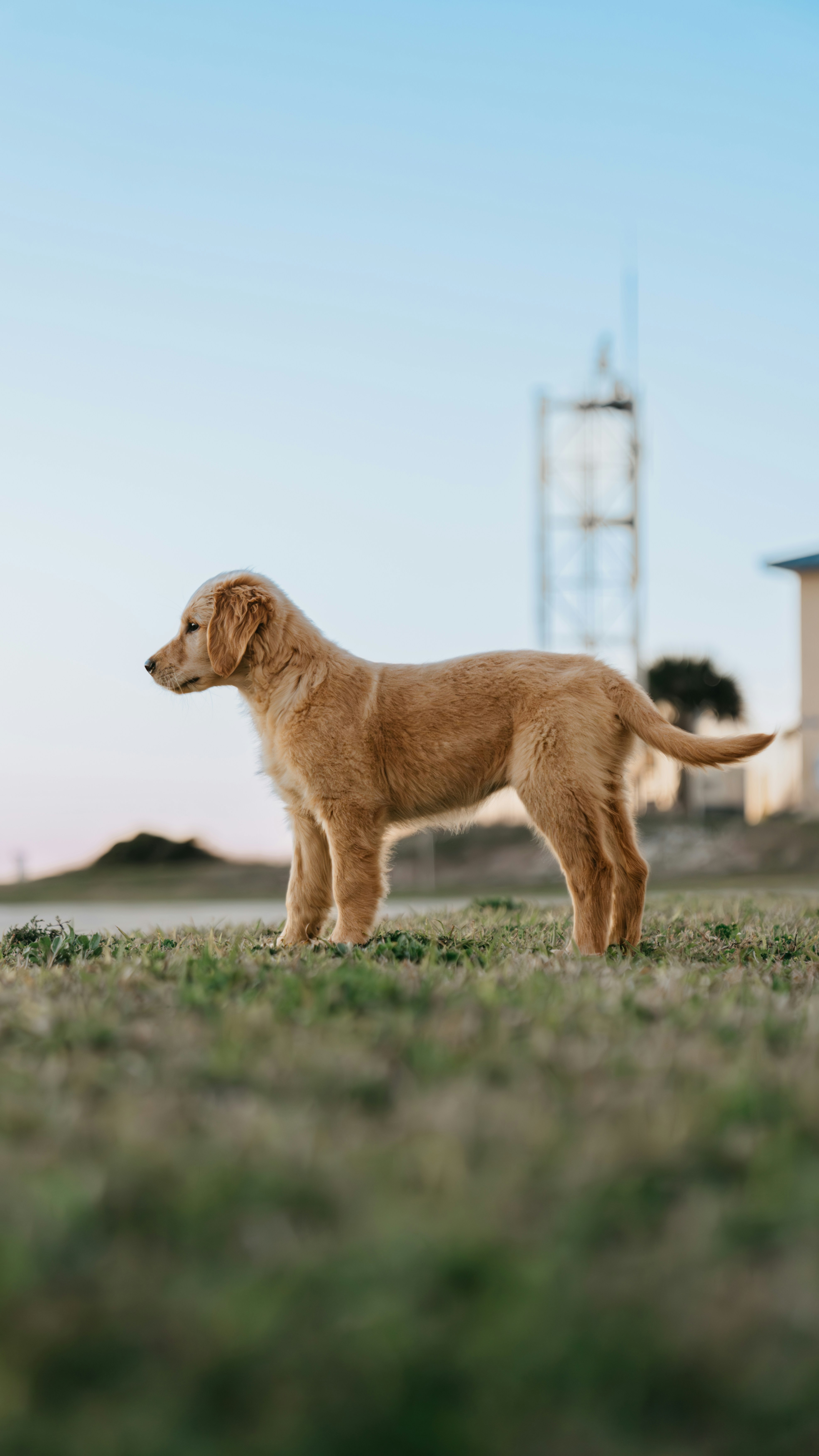 Cute dog | 100+ best free animal, canine, cute, and dog photos on Unsplash