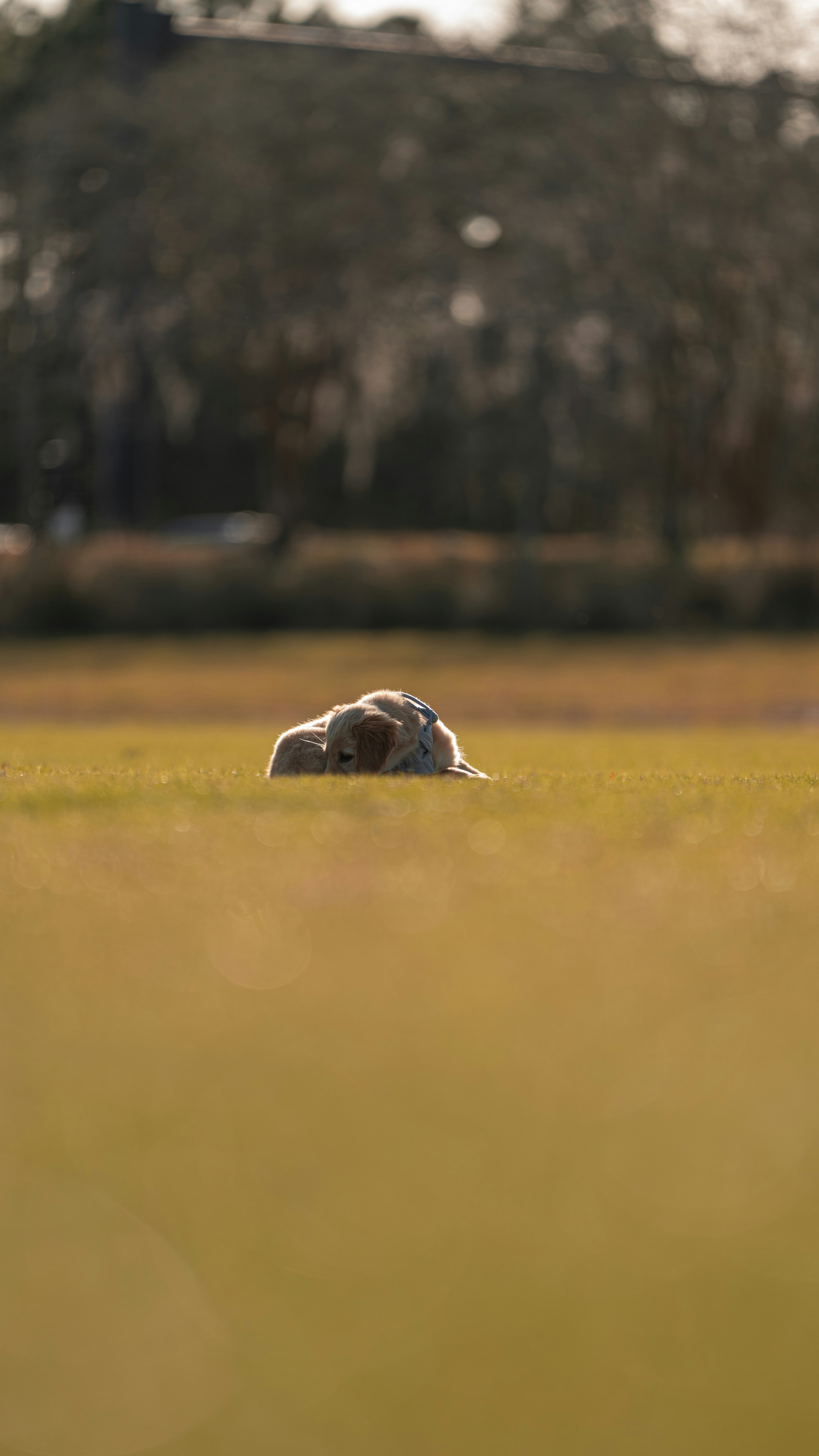 Golden Hour Dozing: A Dog Resting in a Quiet Meadow