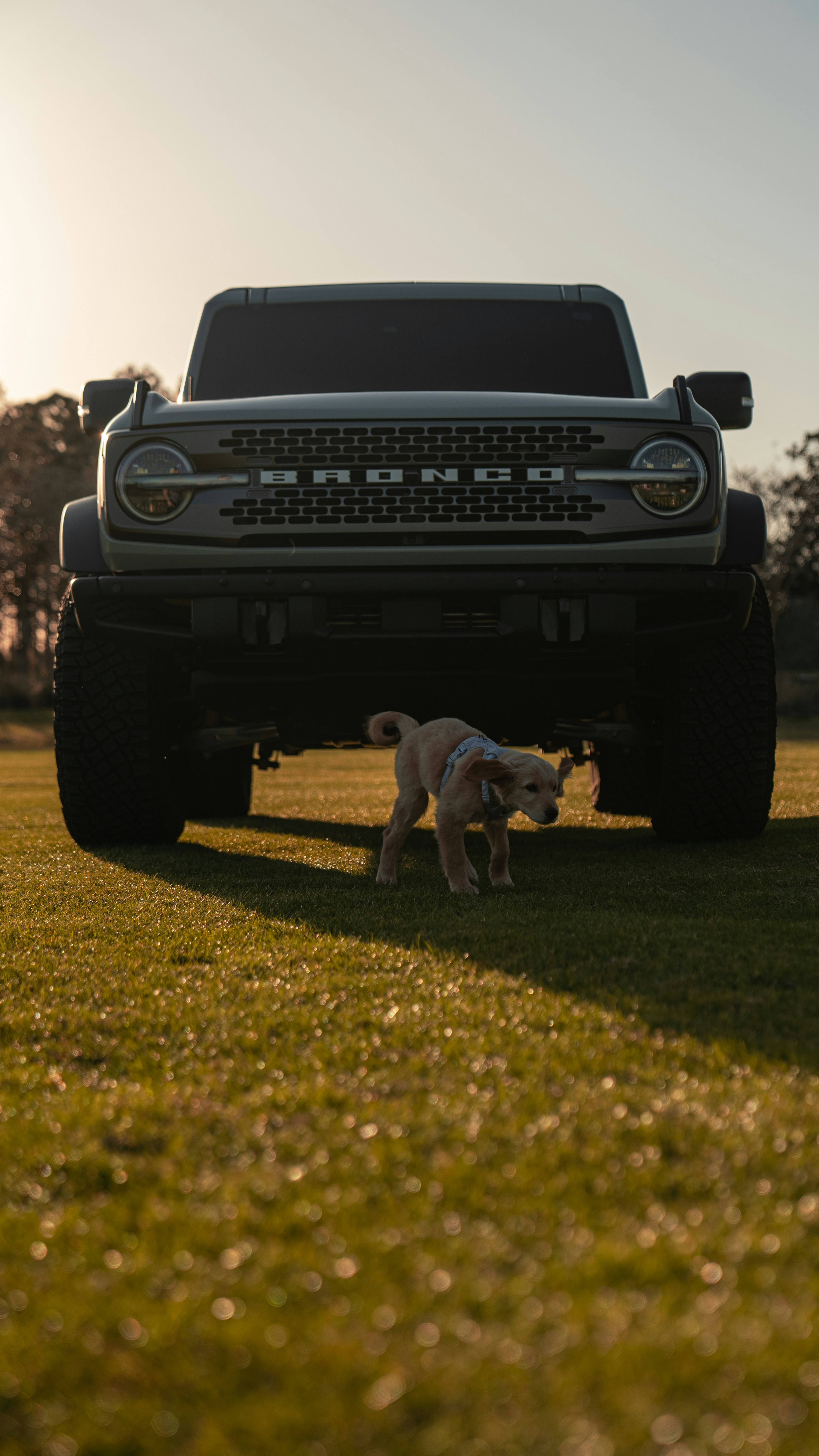 Ground-Level Guardian: A Ford Bronco and a Small Companion