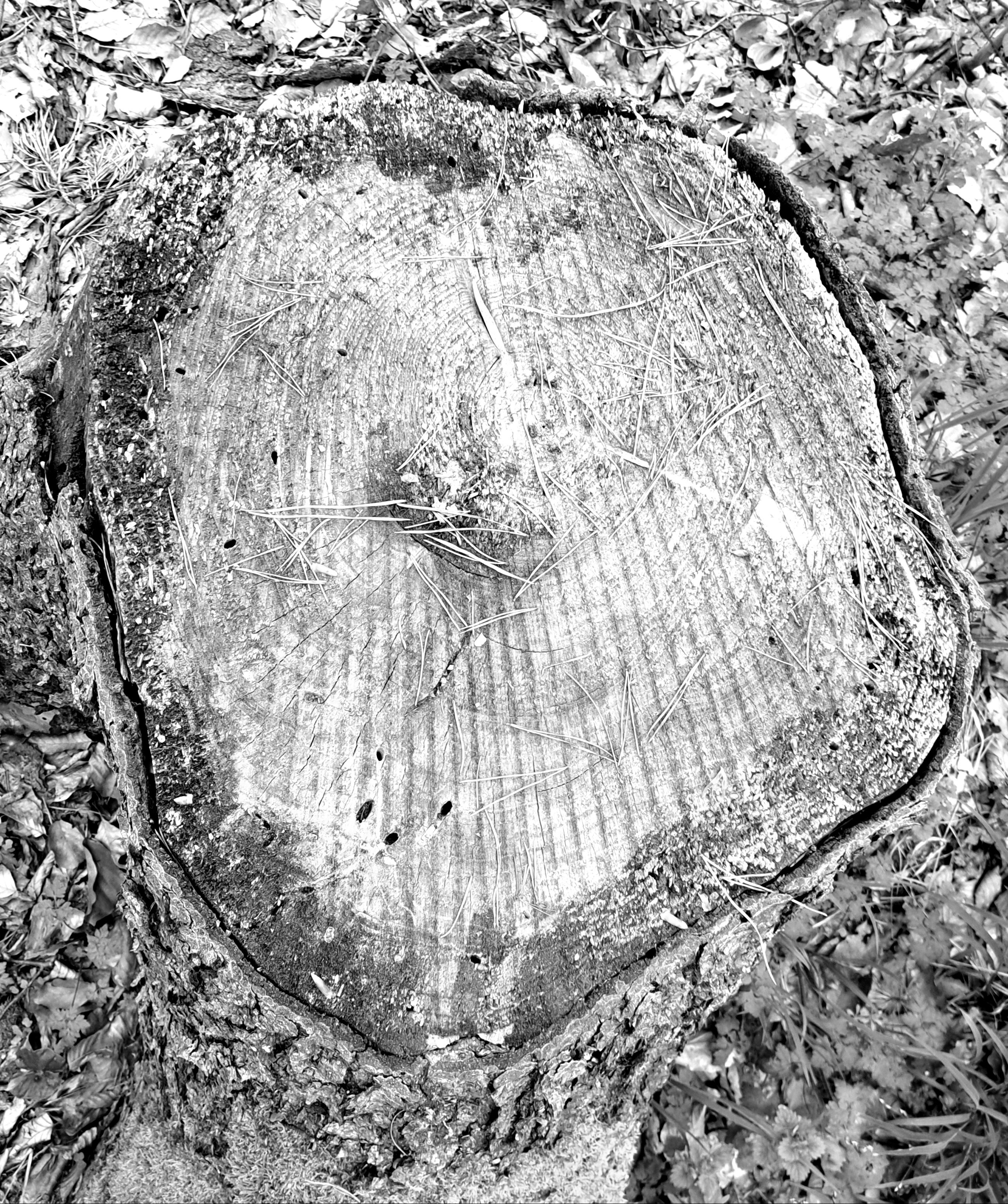 Concentric Echoes: A Forest Stump's Weathered Diary