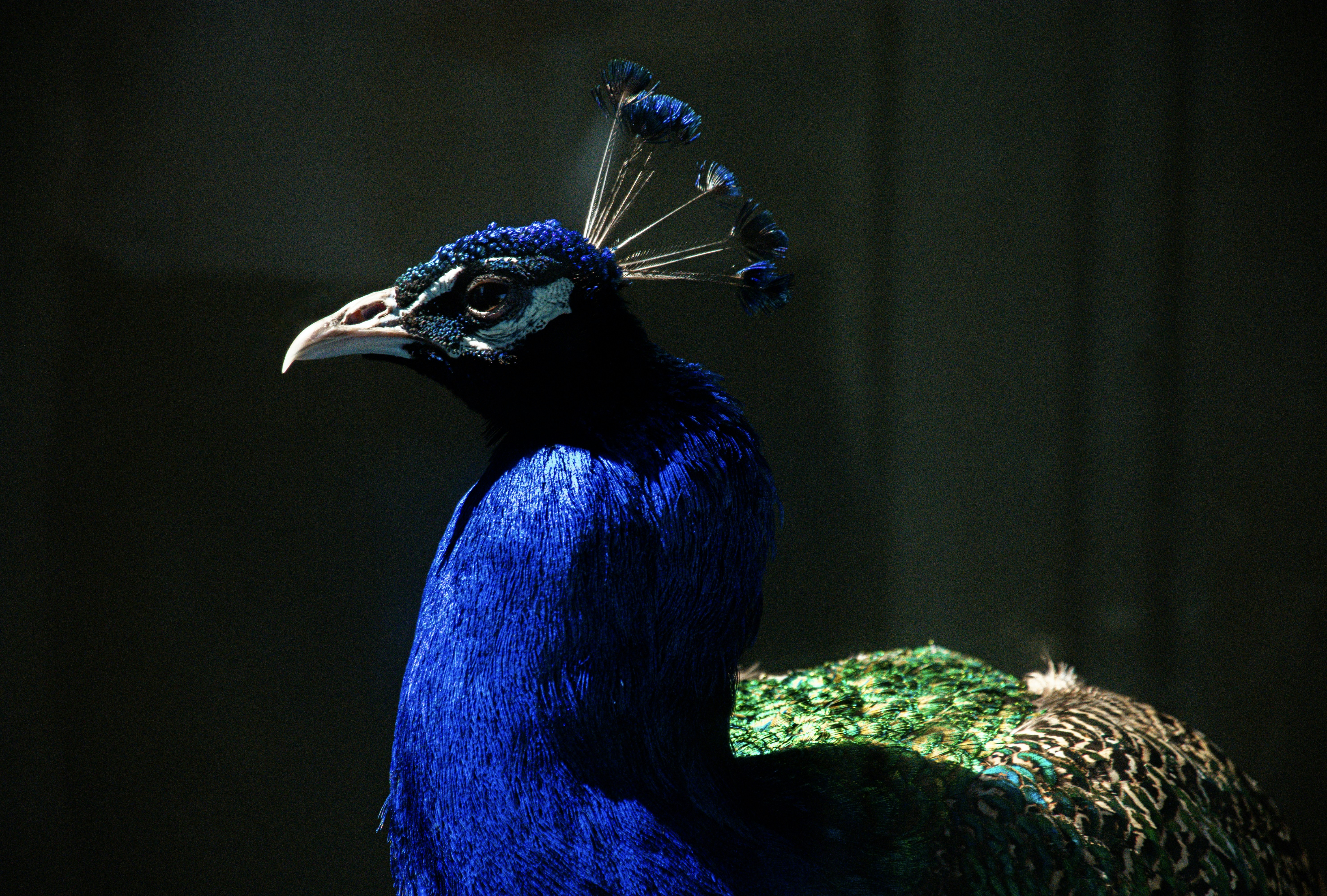 Sapphire Crest in Velvet Shadow: A Peacock's Profile