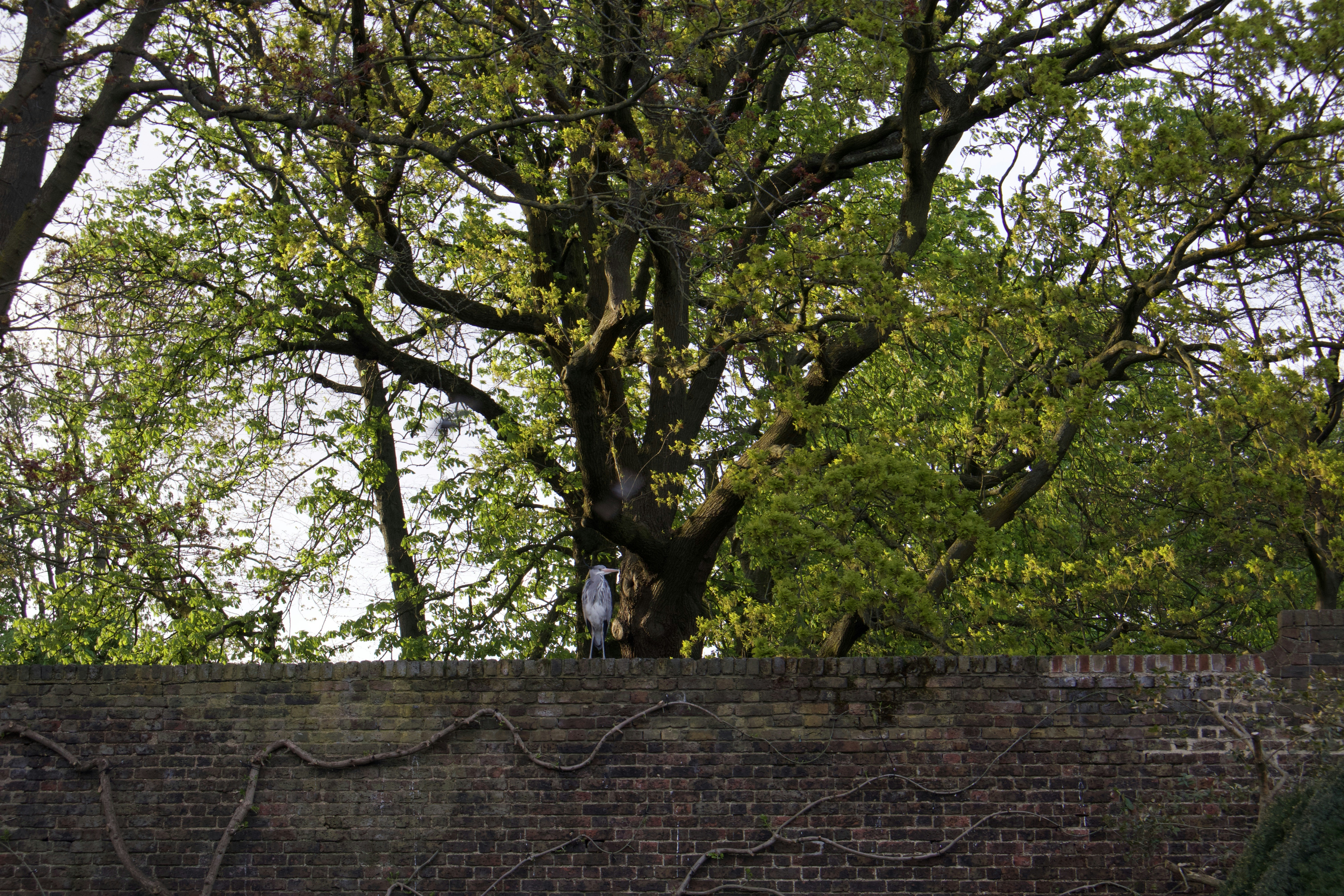 Lone Observer on an Ivy-Clad Brick Wall Under a Spring Canopy