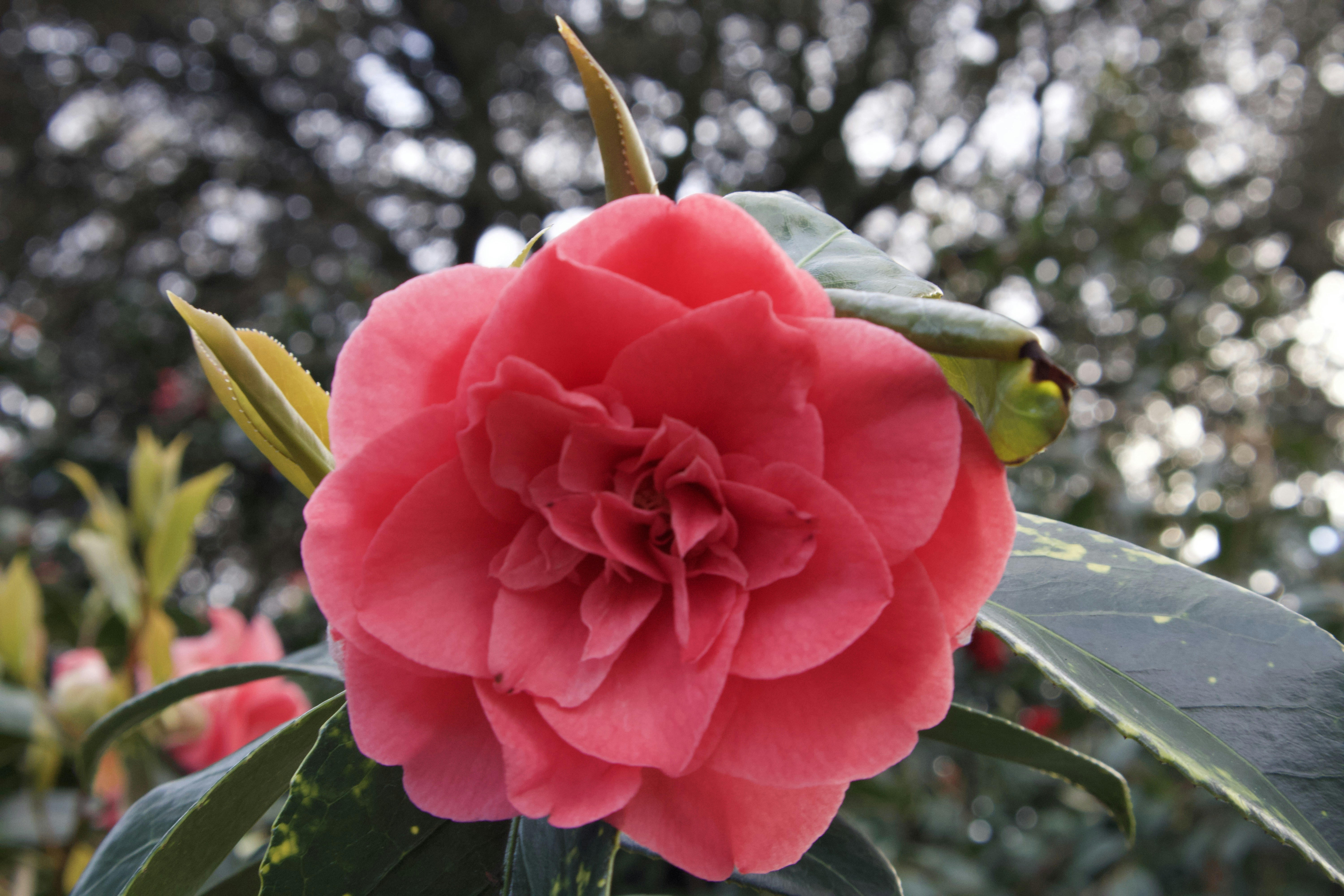 Velvet Petal in Focus: Pink Camellia Amid Quiet Garden Light
