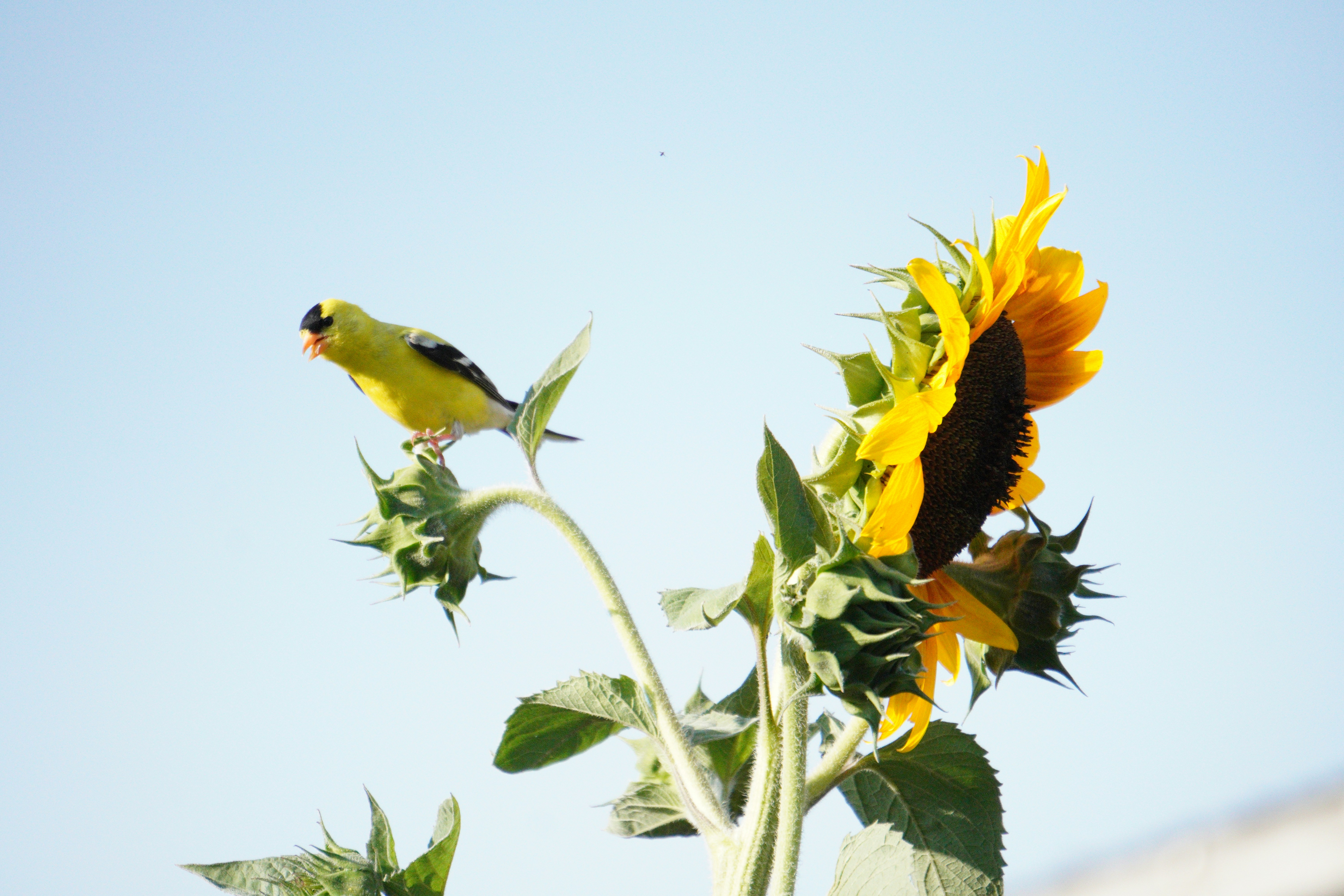 Photo by Koy Gregerson with Sony Alpha 6100