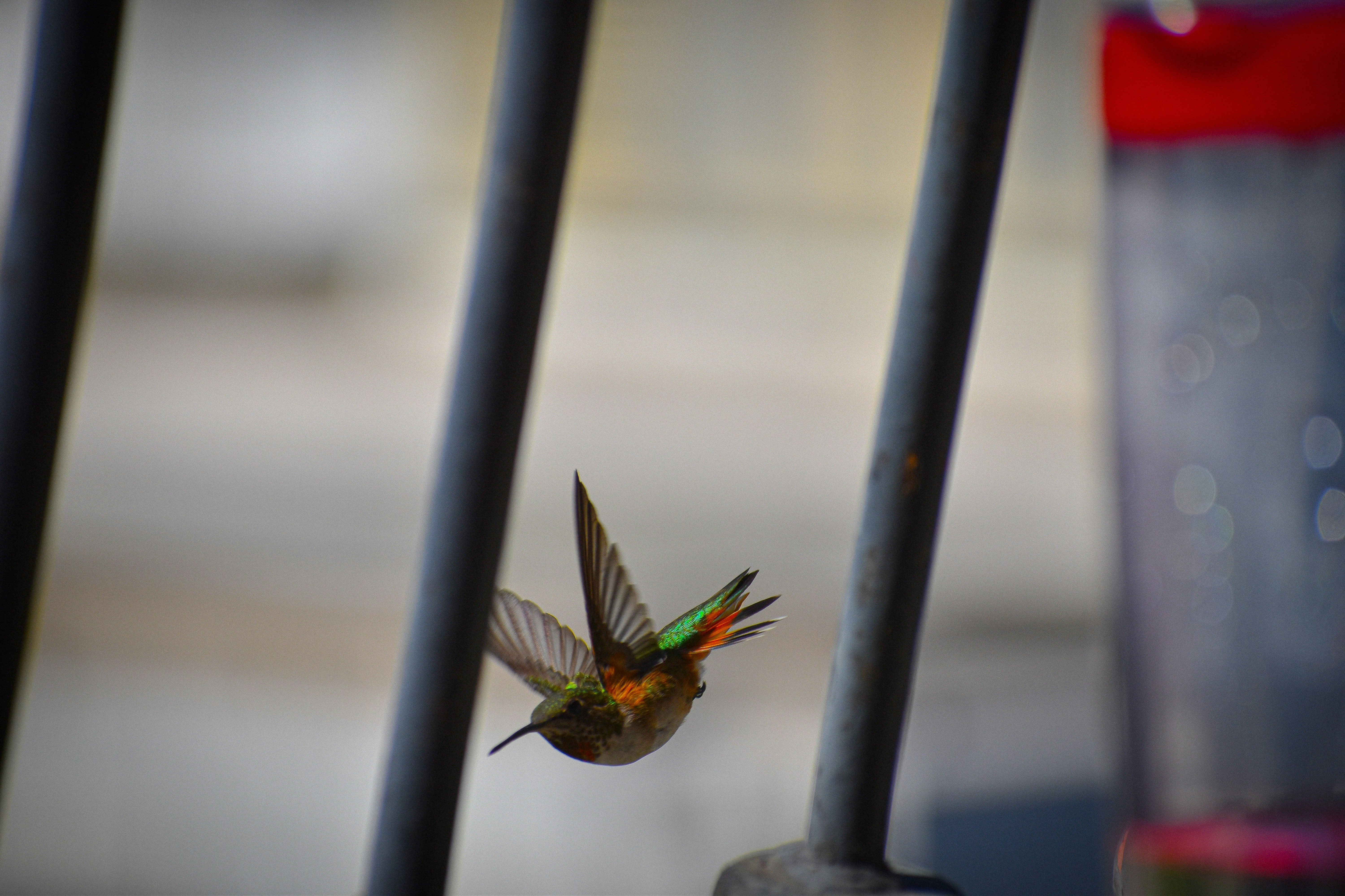 Hummingbird Between Bar Ribs: a Moment of Flight