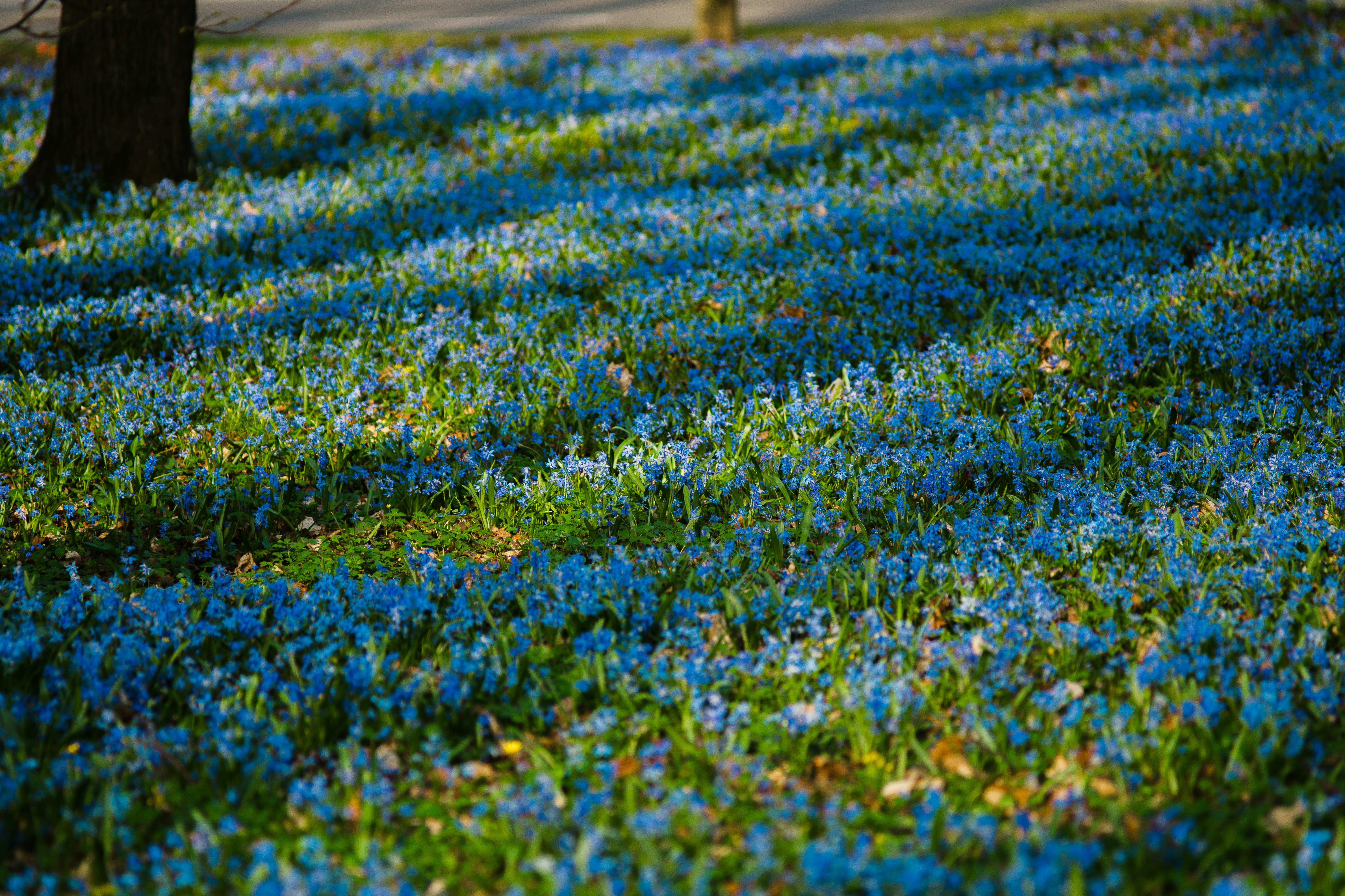 Azure Canopy: Bluebells Woven Across a Sunlit Woodland Floor