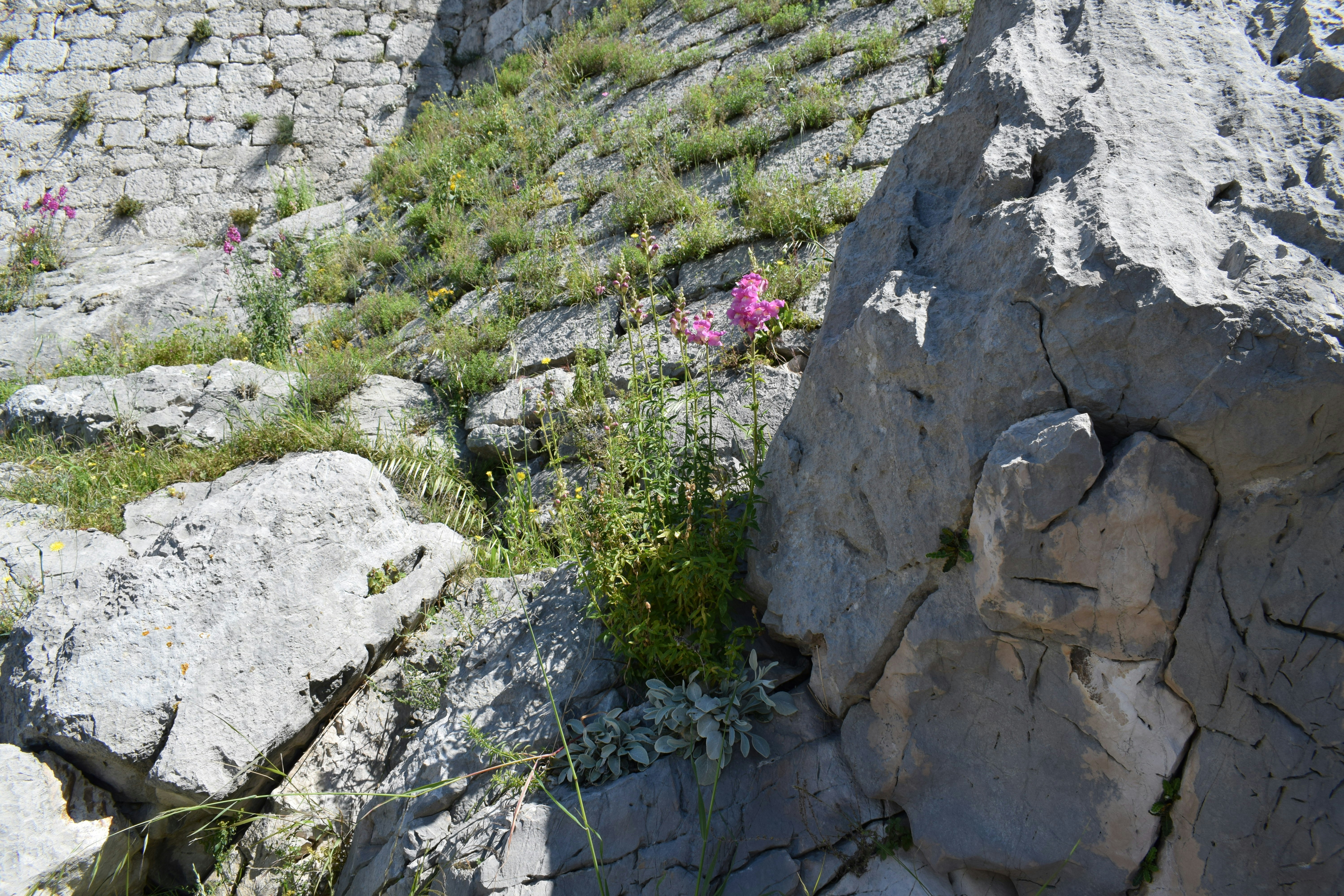 Pink Flora Among Weathered Stone: A Quiet Cliffside Moment