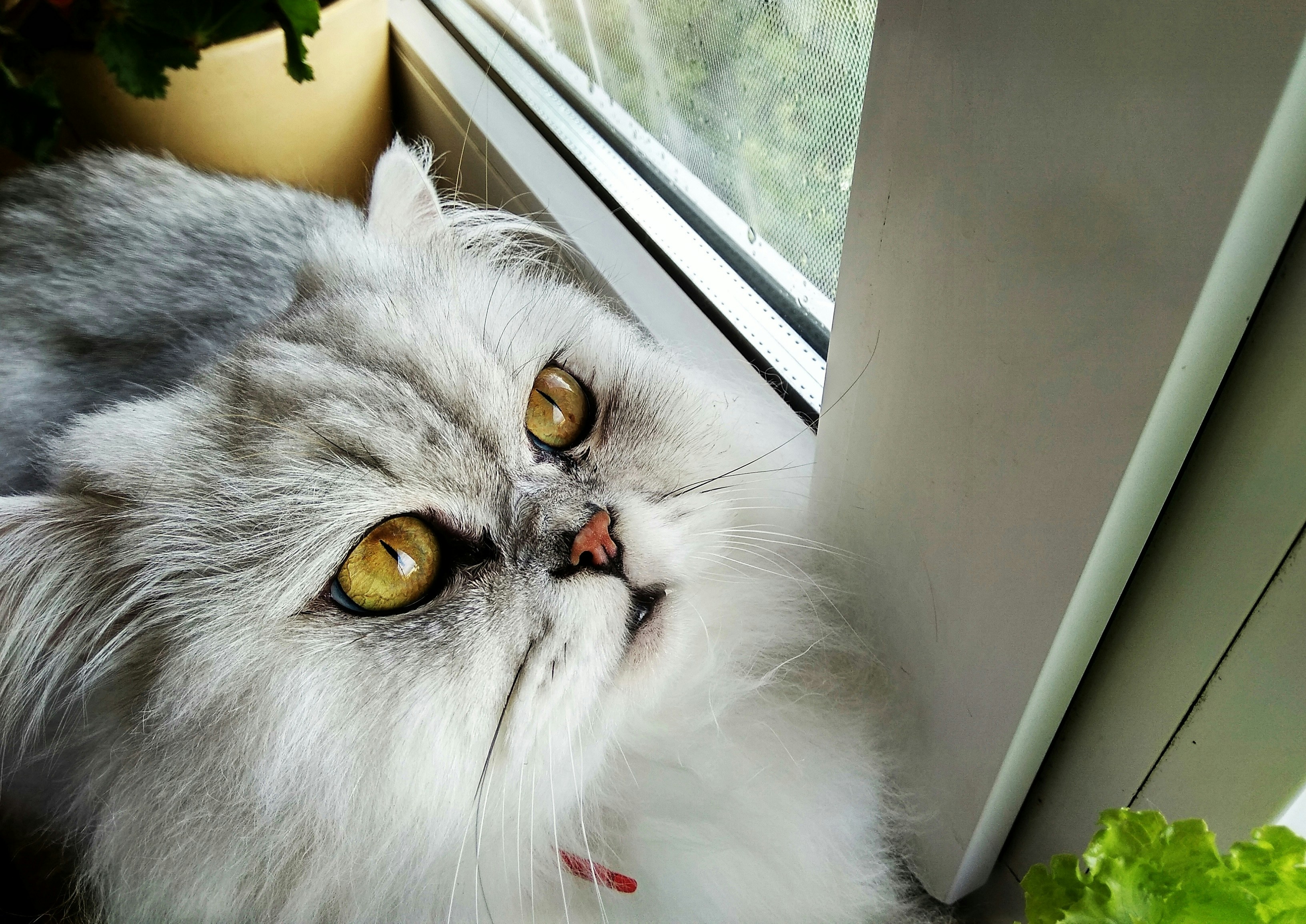 Close-up of a fluffy grey Persian cat with amber eyes by a sunlit window.