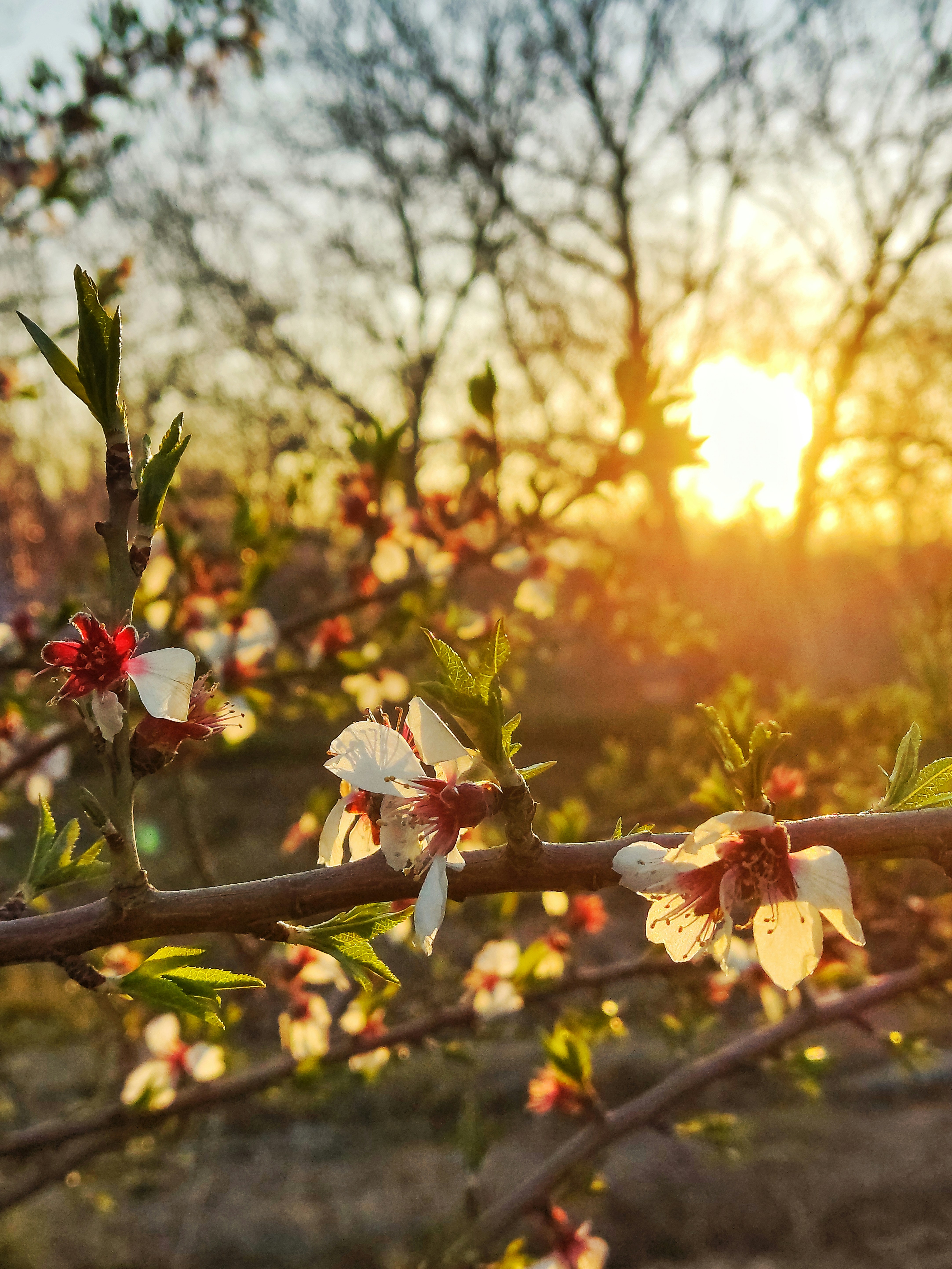 Close-up photograph of white blossoms on a branch, lit by the setting sun with a warm golden glow. The shallow depth of field creates a soft background blur.