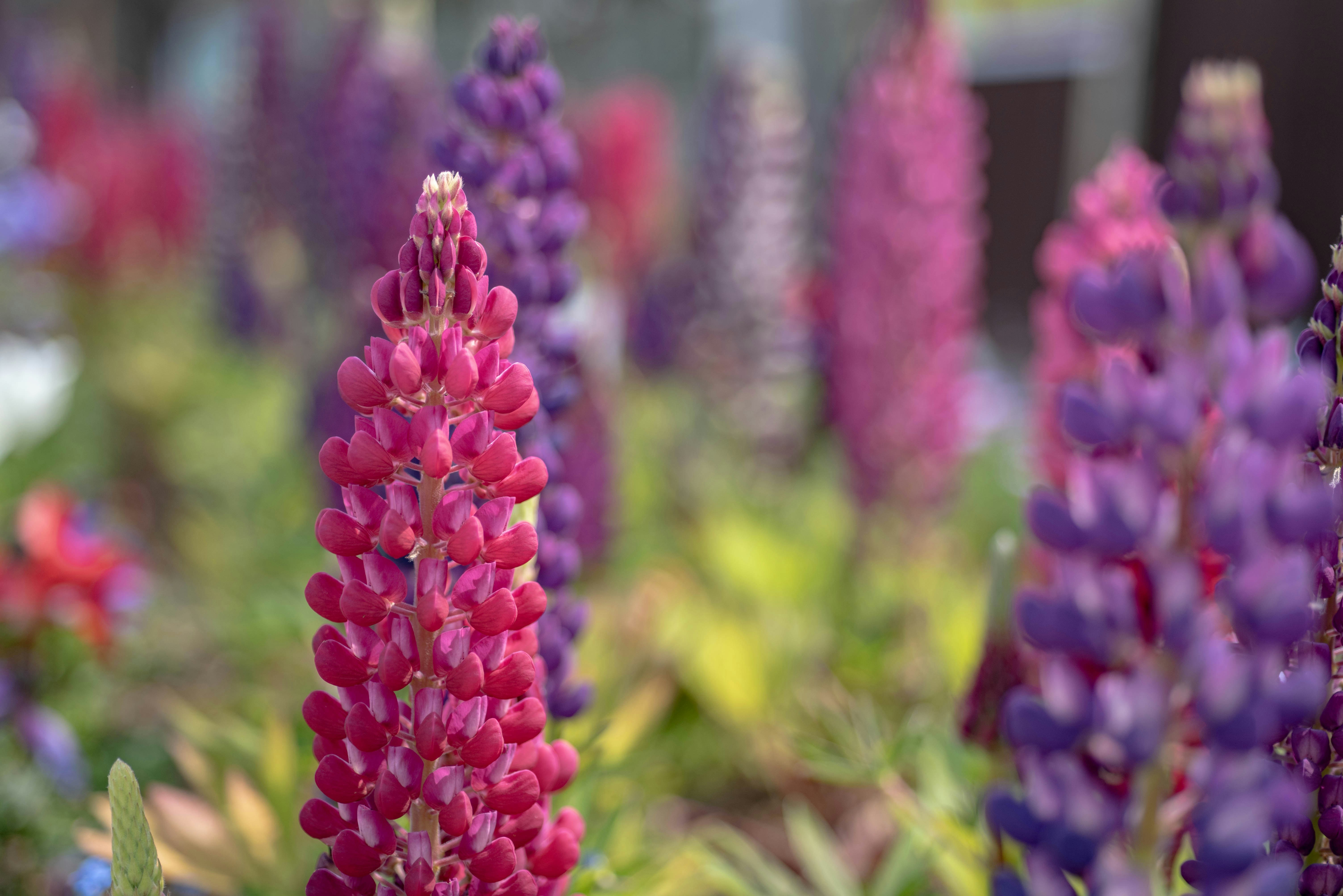 Spired in Light: Lupine Close-Up with Velvet Bokeh