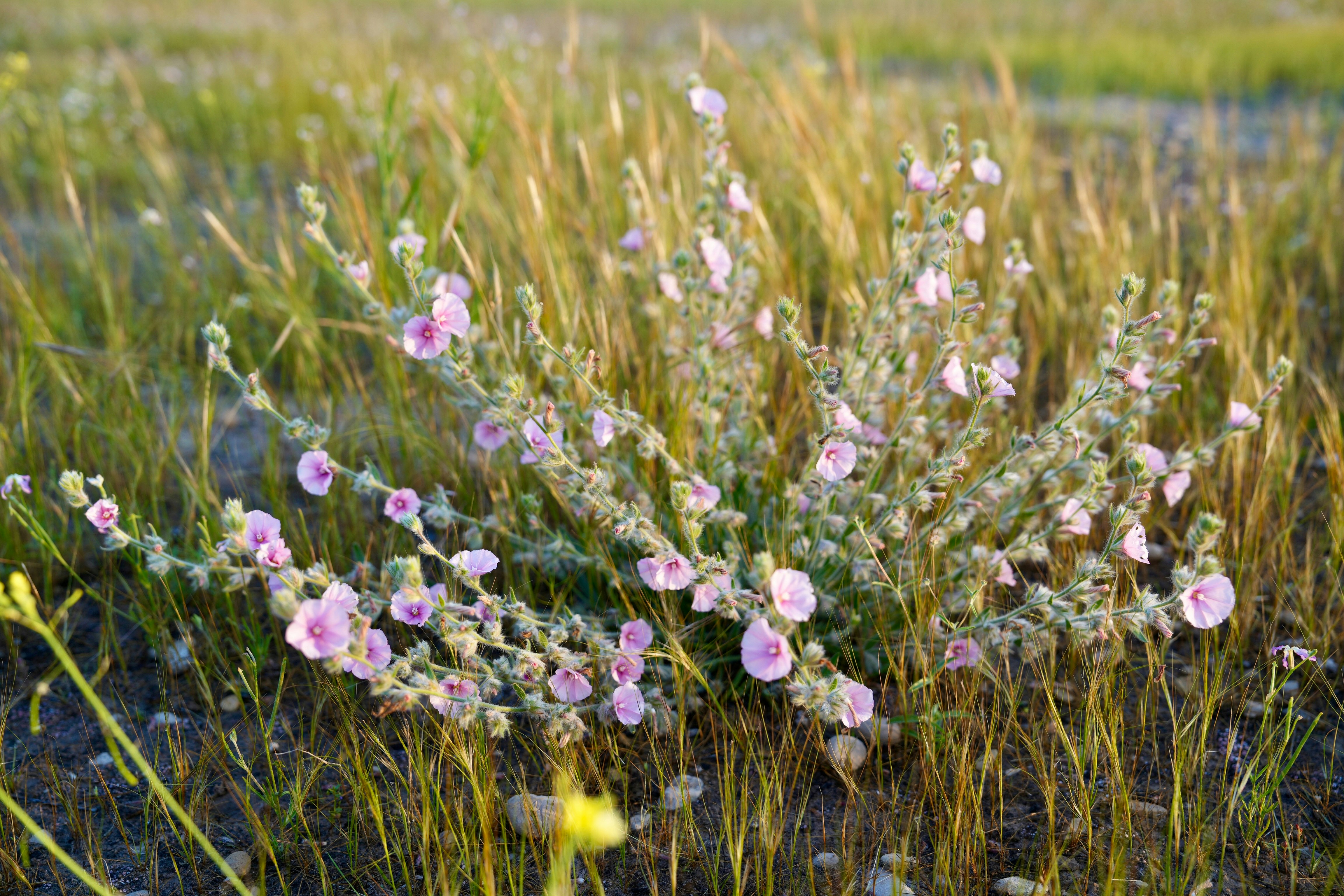 Whispers of the Meadow