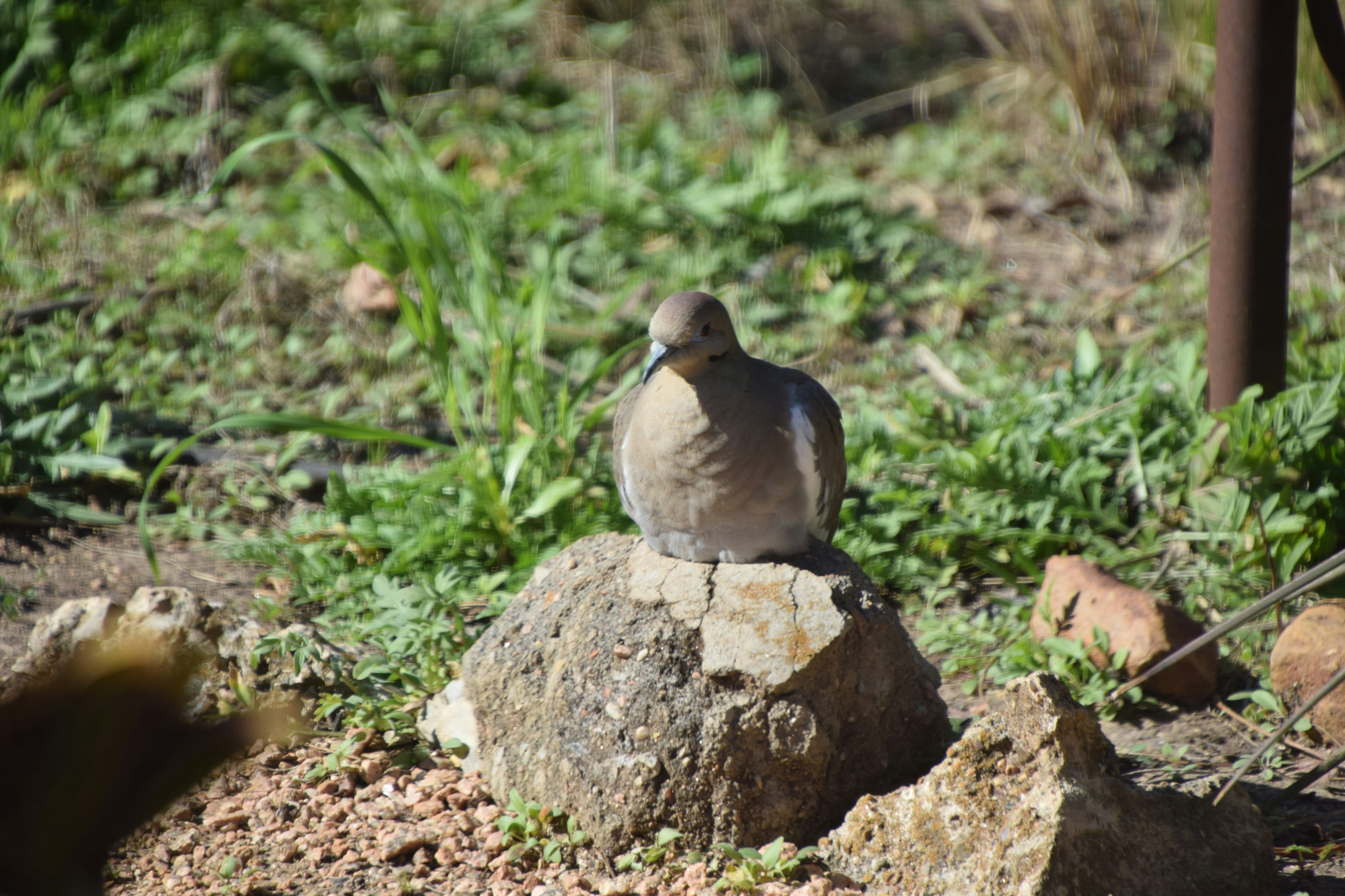 Stone Sentinel: A Pigeon Resting on a Weathered Rock in a Quiet Garden