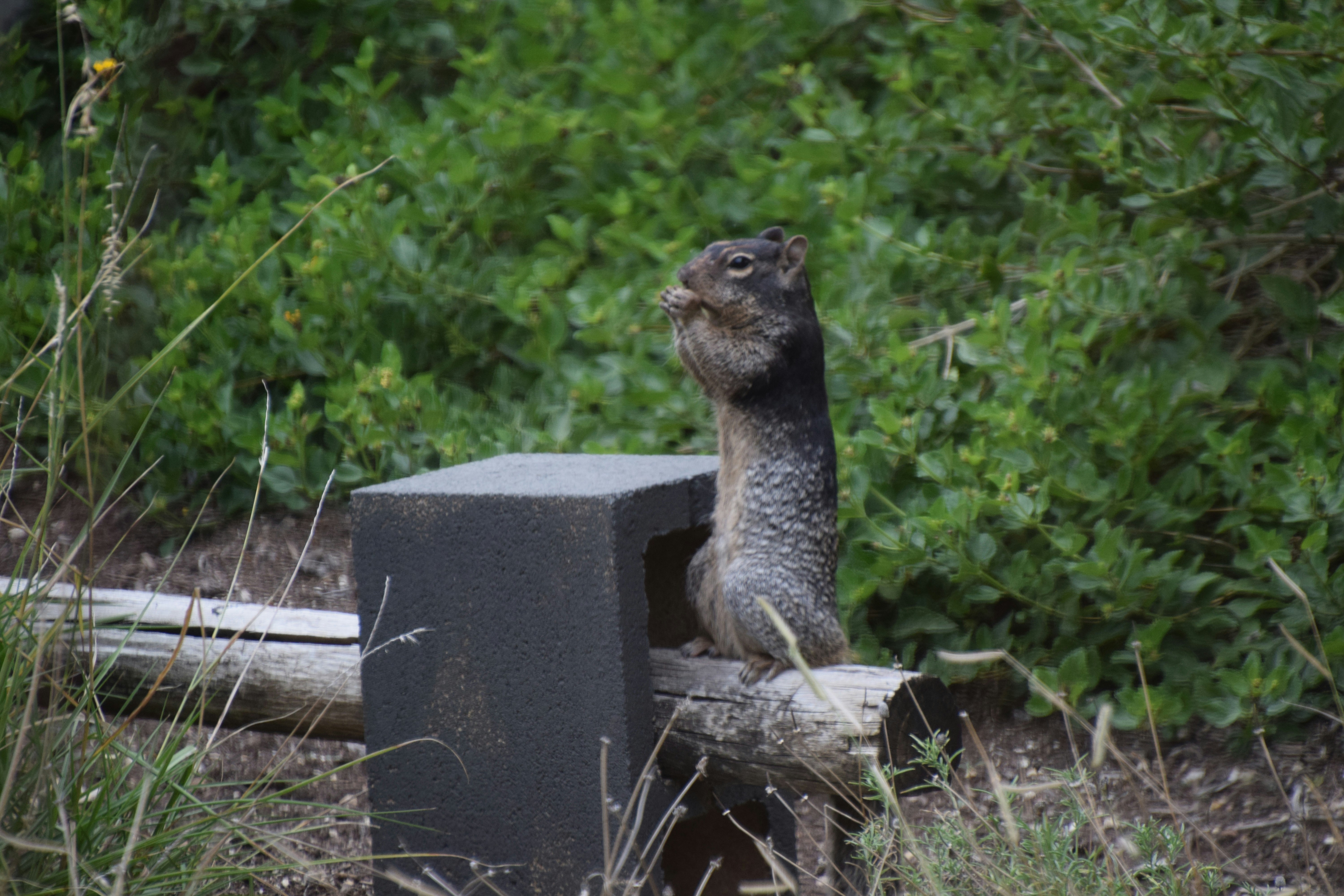 Sentry on the Timber Fence: A Small Rodent in the Wild Greens