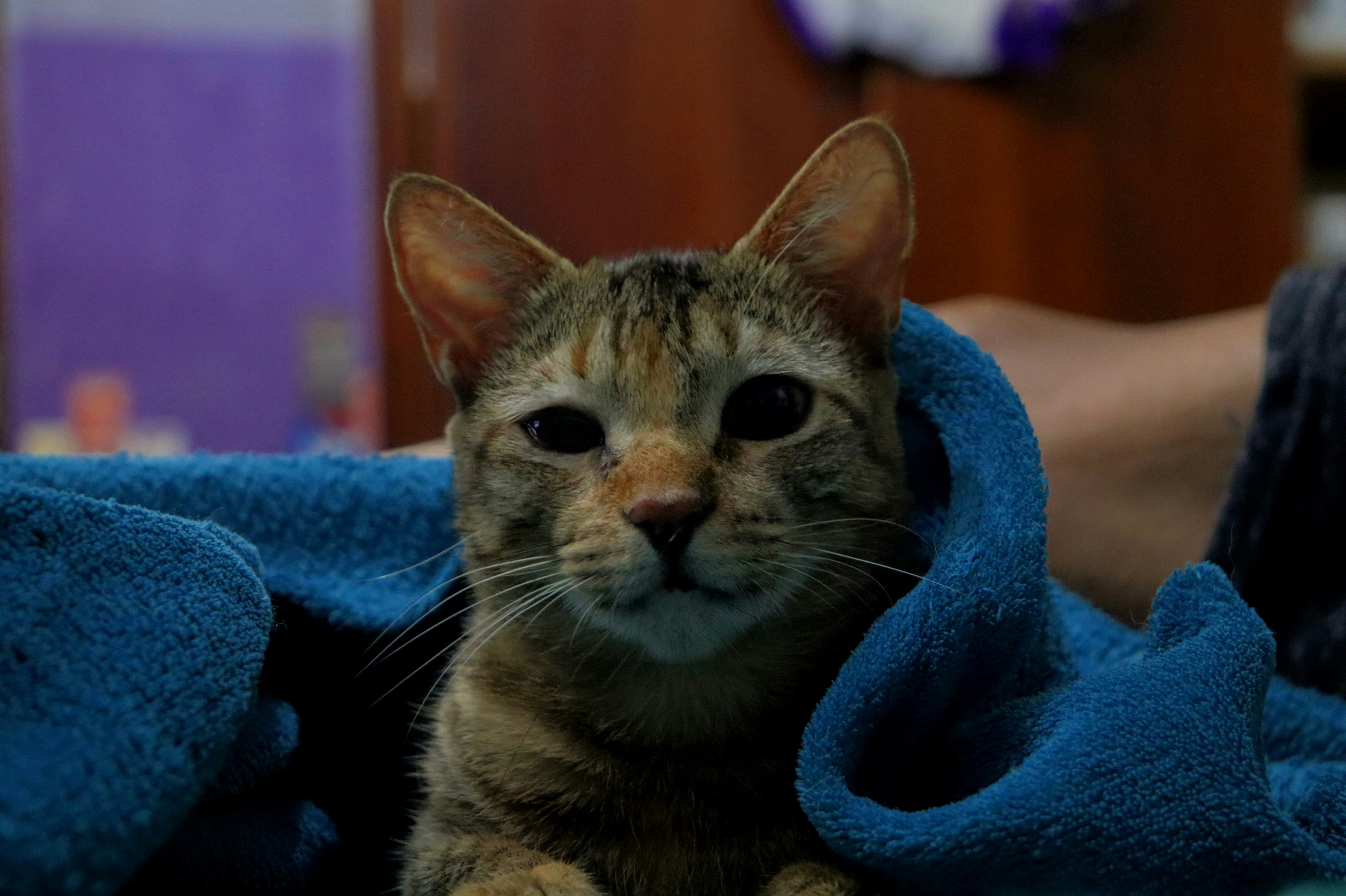 Rita Cat Lee. | a cat that is laying down under a blanket