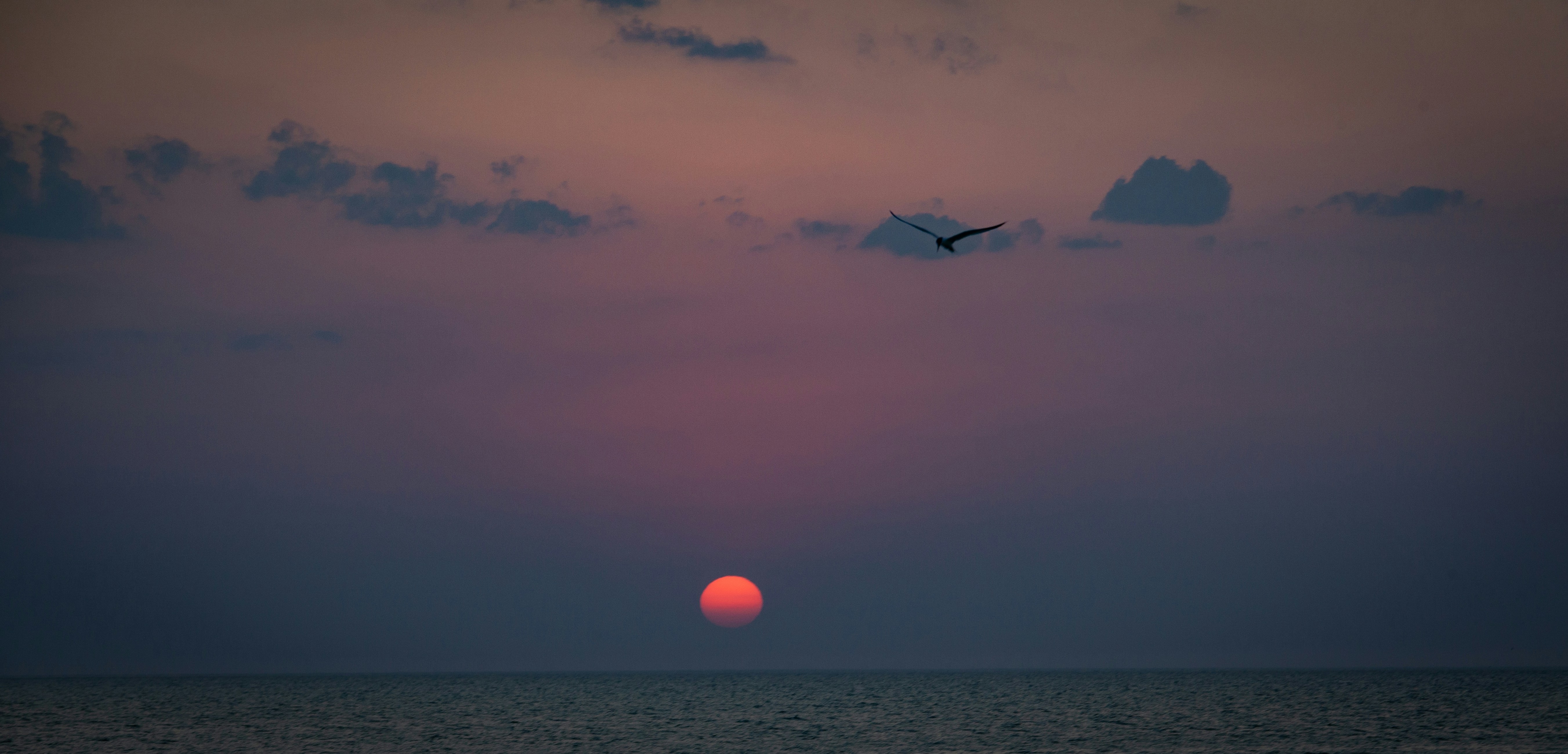 Ember Horizon: A lone gull arcs over sunset-sea