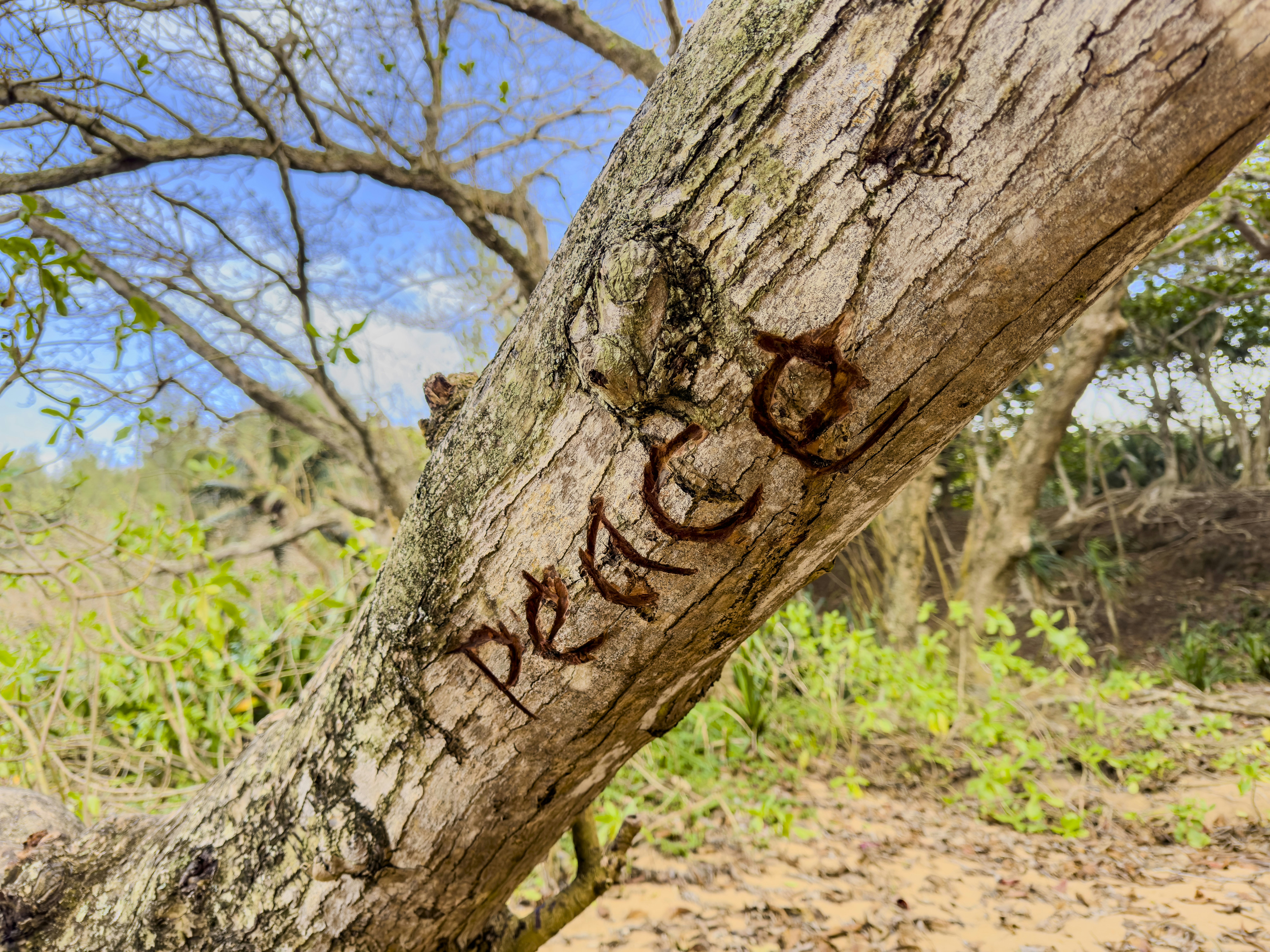 Carved promises on a sunlit branch