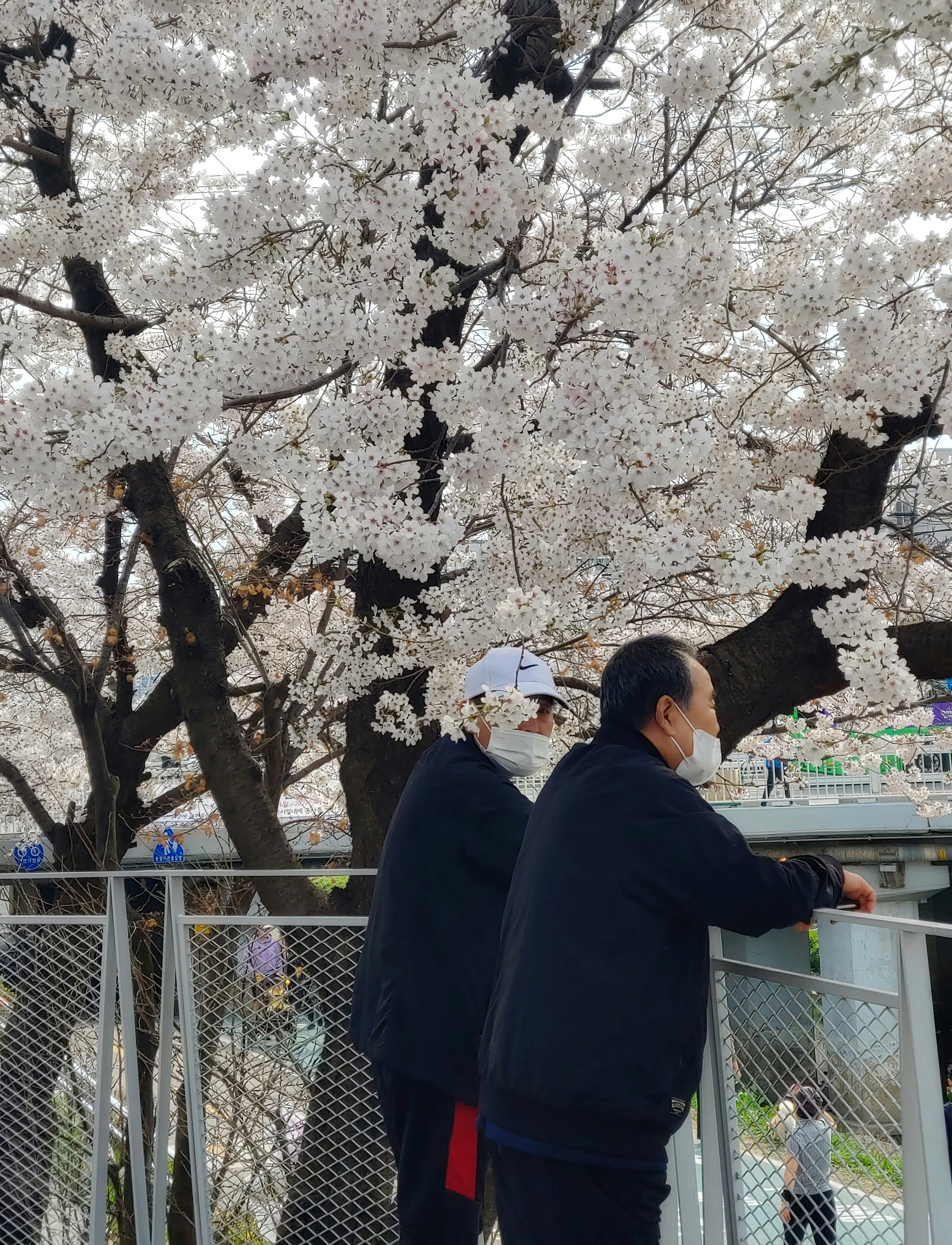 Two masked pedestrians lean on a railing along a riverside walkway. A dense canopy of white cherry blossoms fills the scene above.