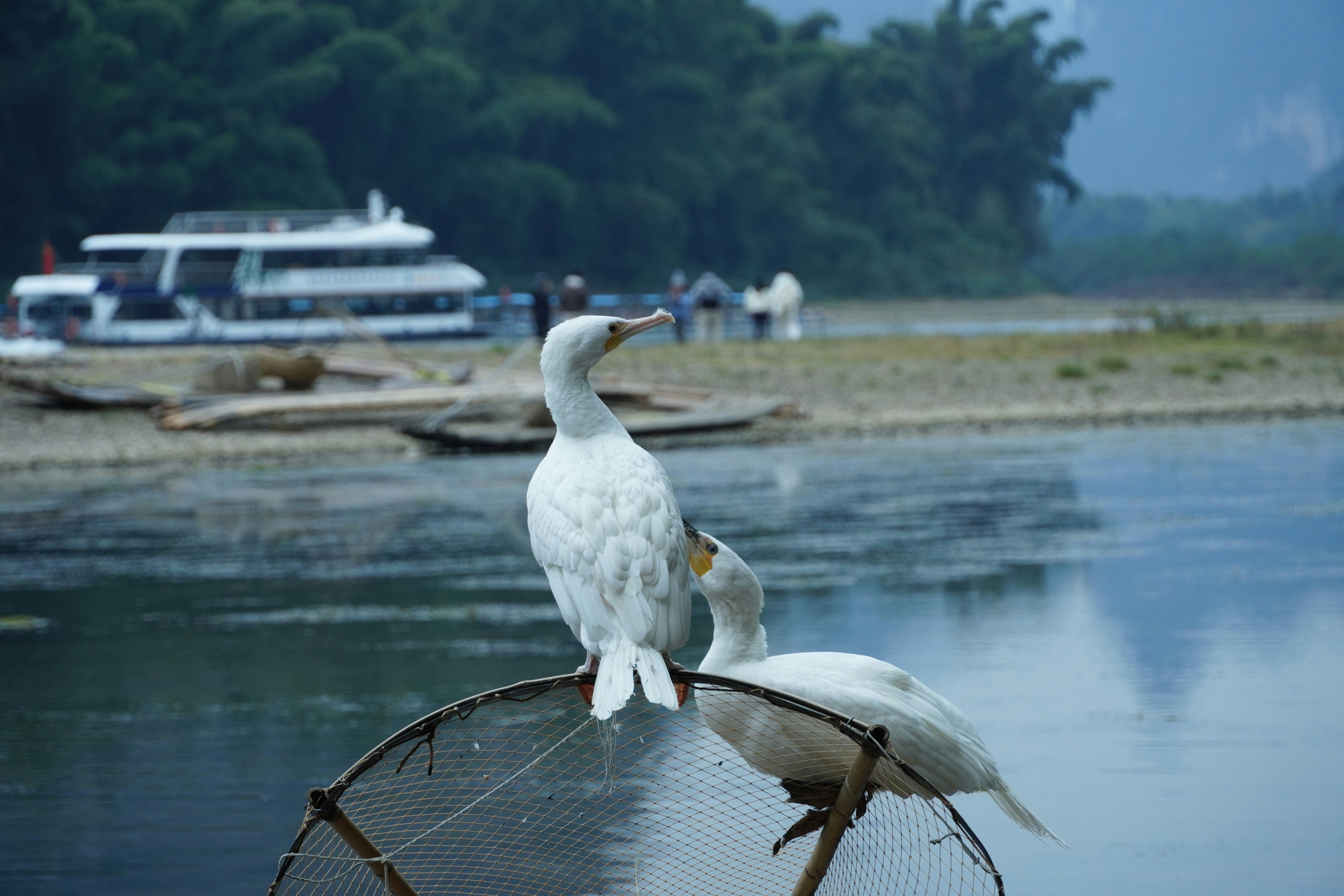 Two white birds perched on a fishing net near a tranquil riverside with boats and trees in the background.
