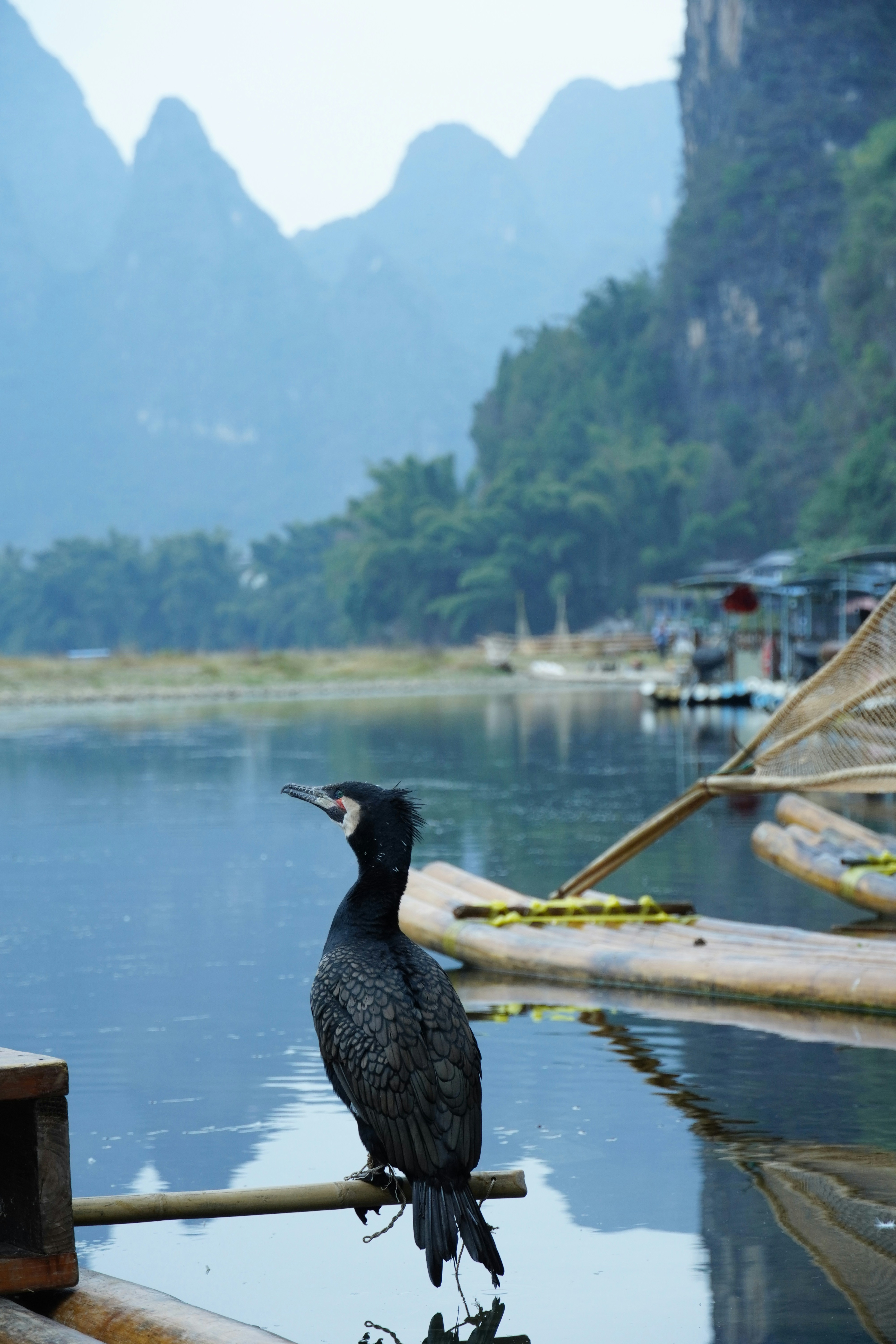 Cormorant on a Bamboo Rail Amid Misty Karst and Calm River