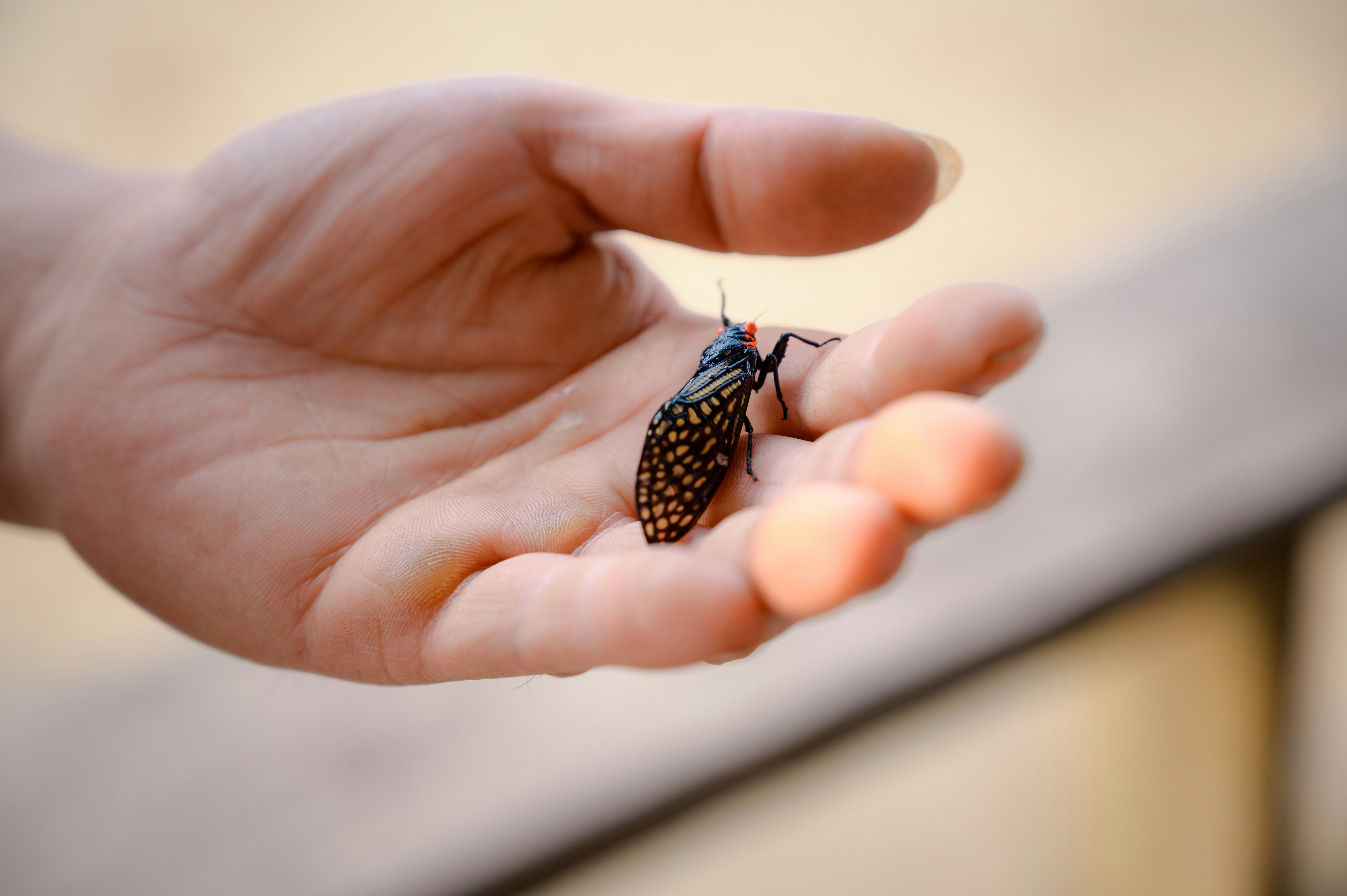 A person holding a bug in their hand photo – Free Điểm leo lảo thẩn ...