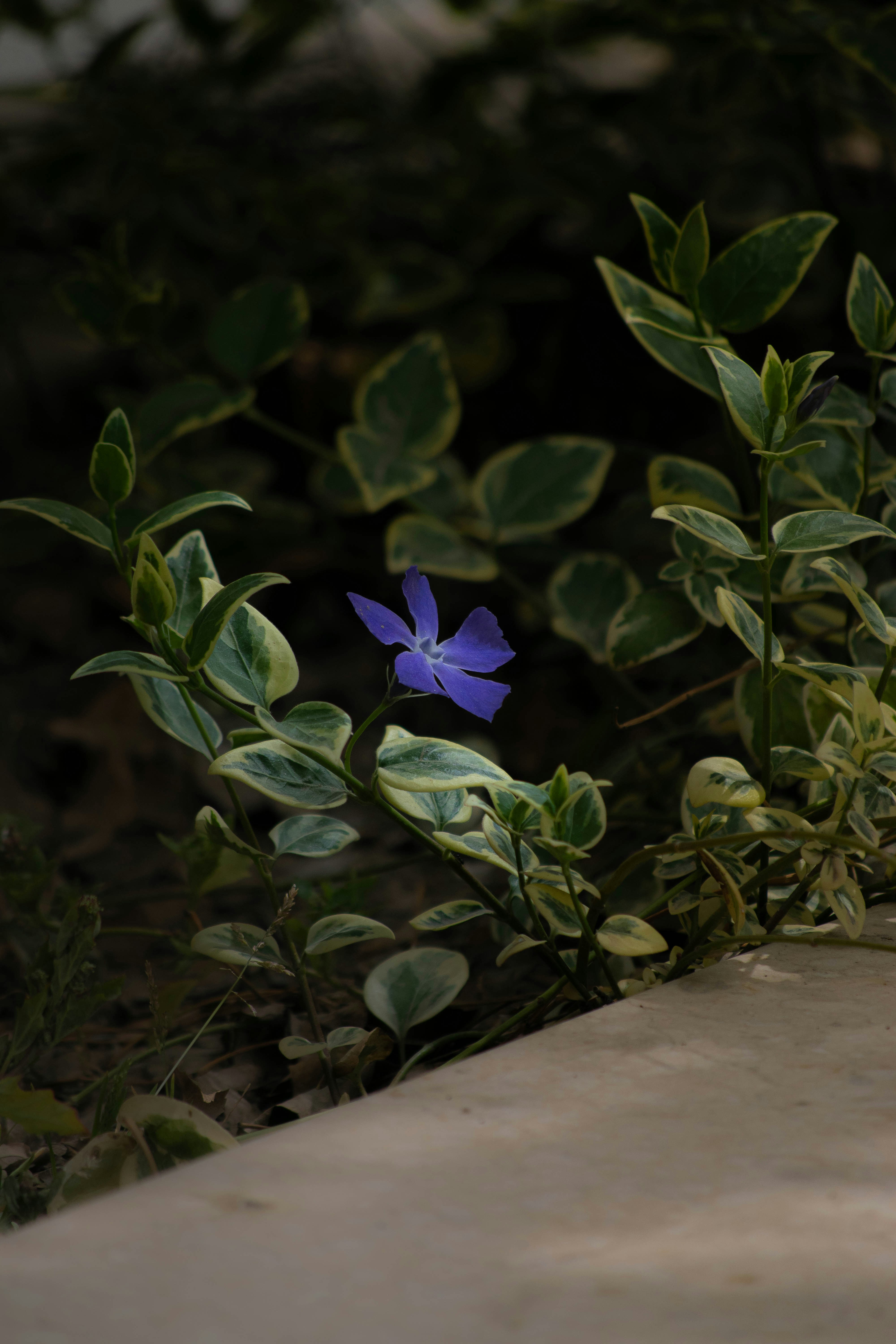 Azure bloom among variegated greens at a shaded garden edge