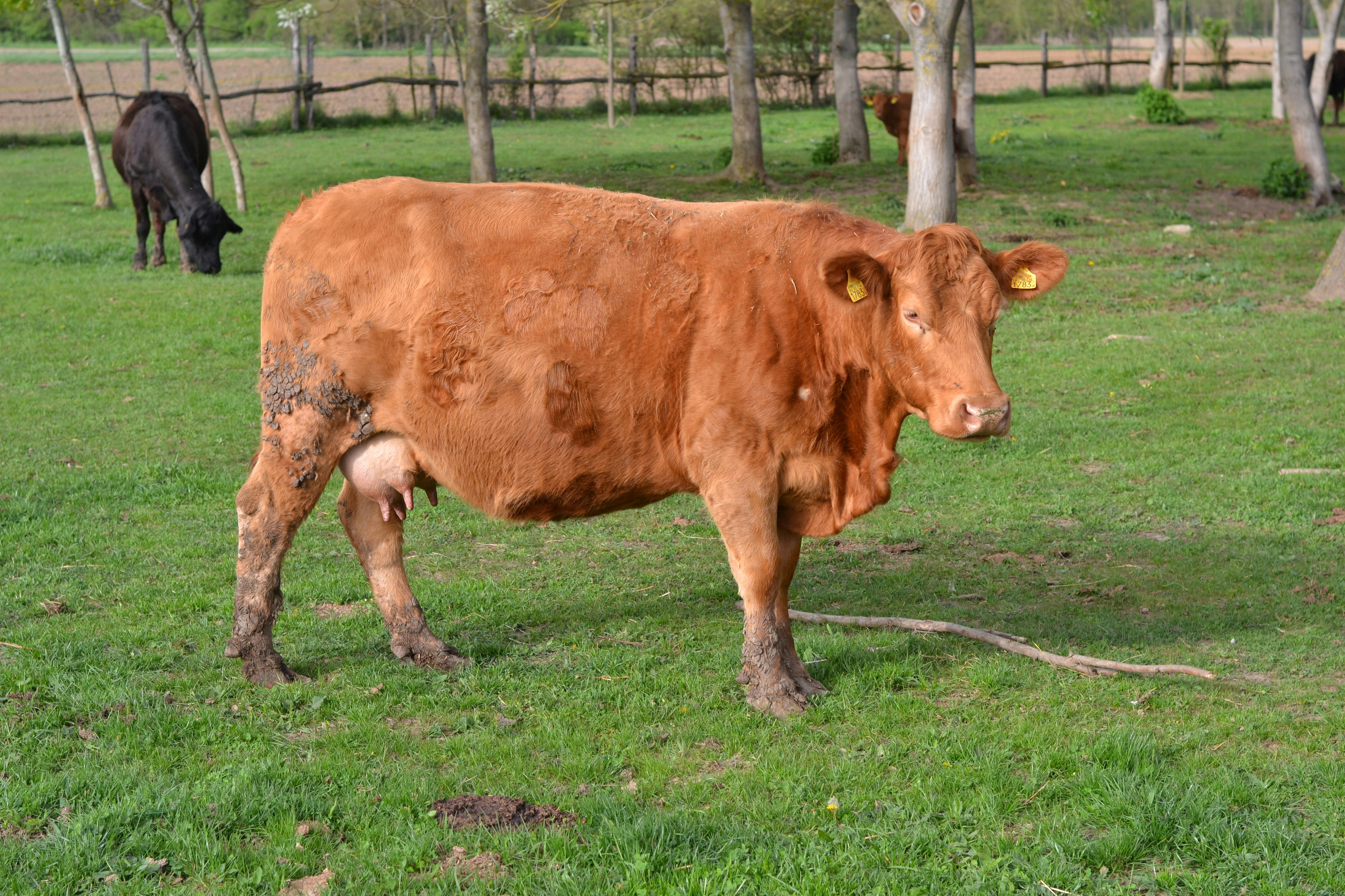 Pasture Portrait: A Brown Cow Stands Amid Sunlit Green Meadow