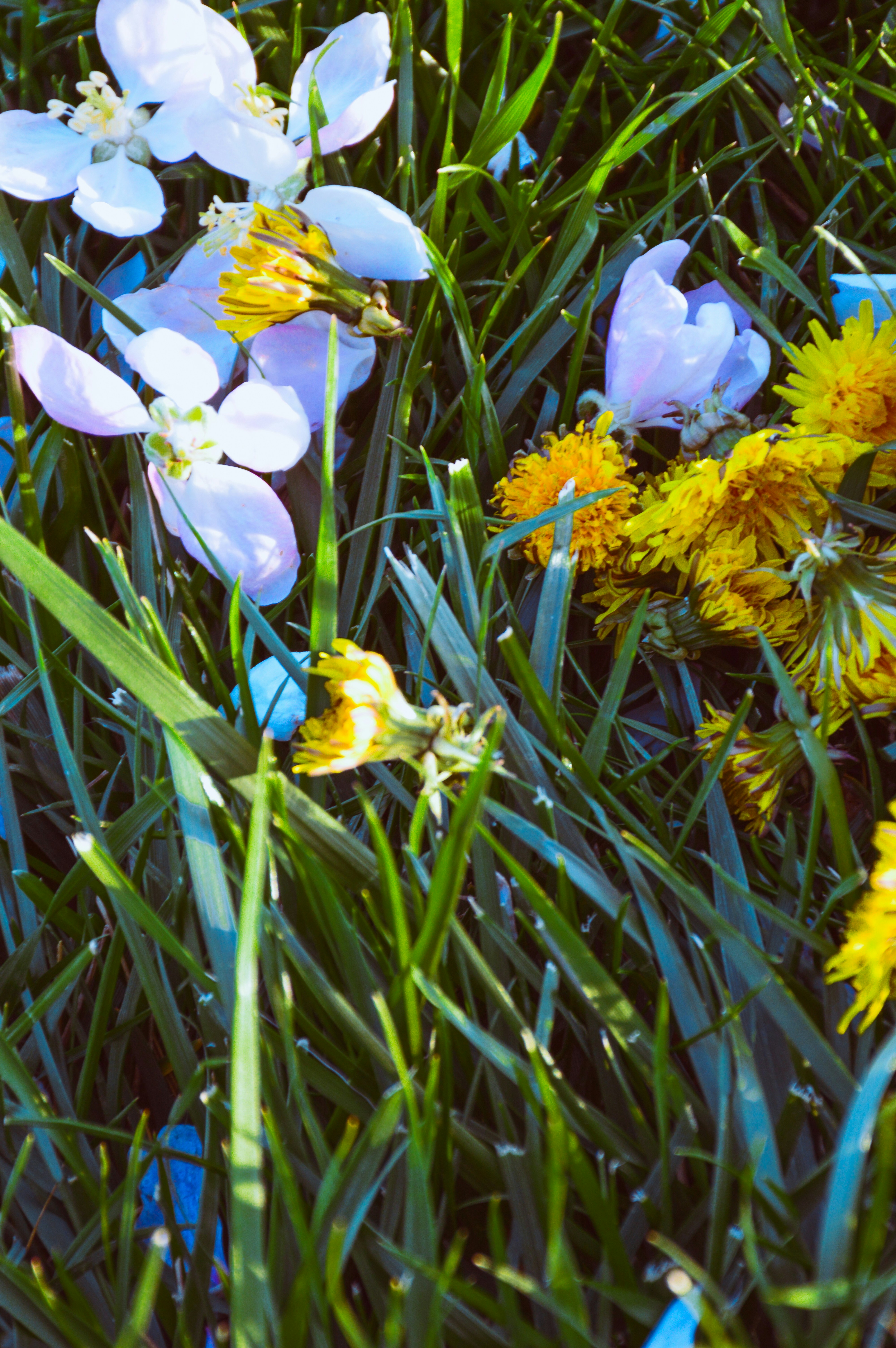 Grassbound Bloom: Blue-Tinted Petals Meet Yellow Dandelions in a Close-Up Meadow