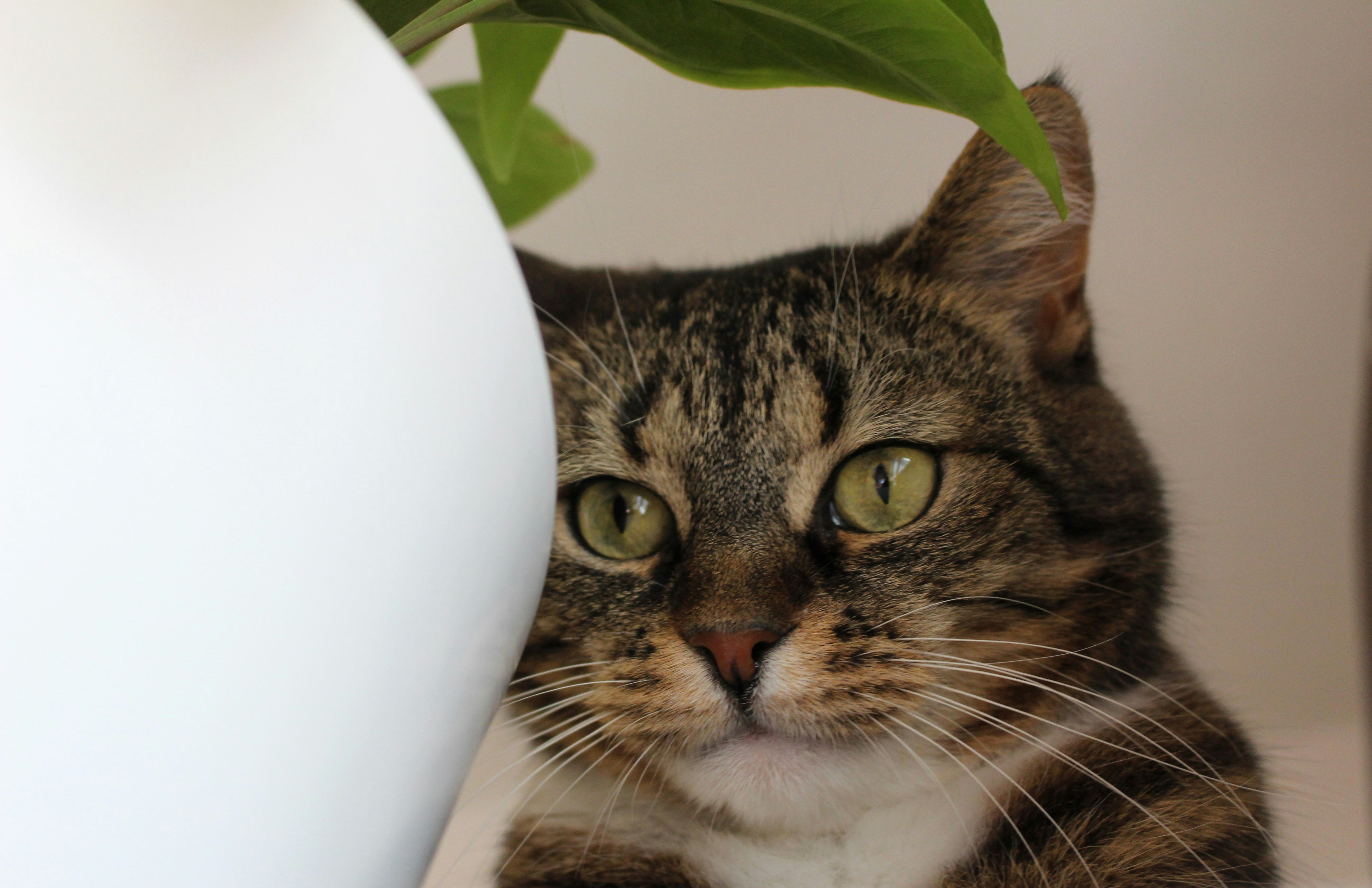 Between White Curves and Emerald Gaze: A Tabby’s Quiet Peek