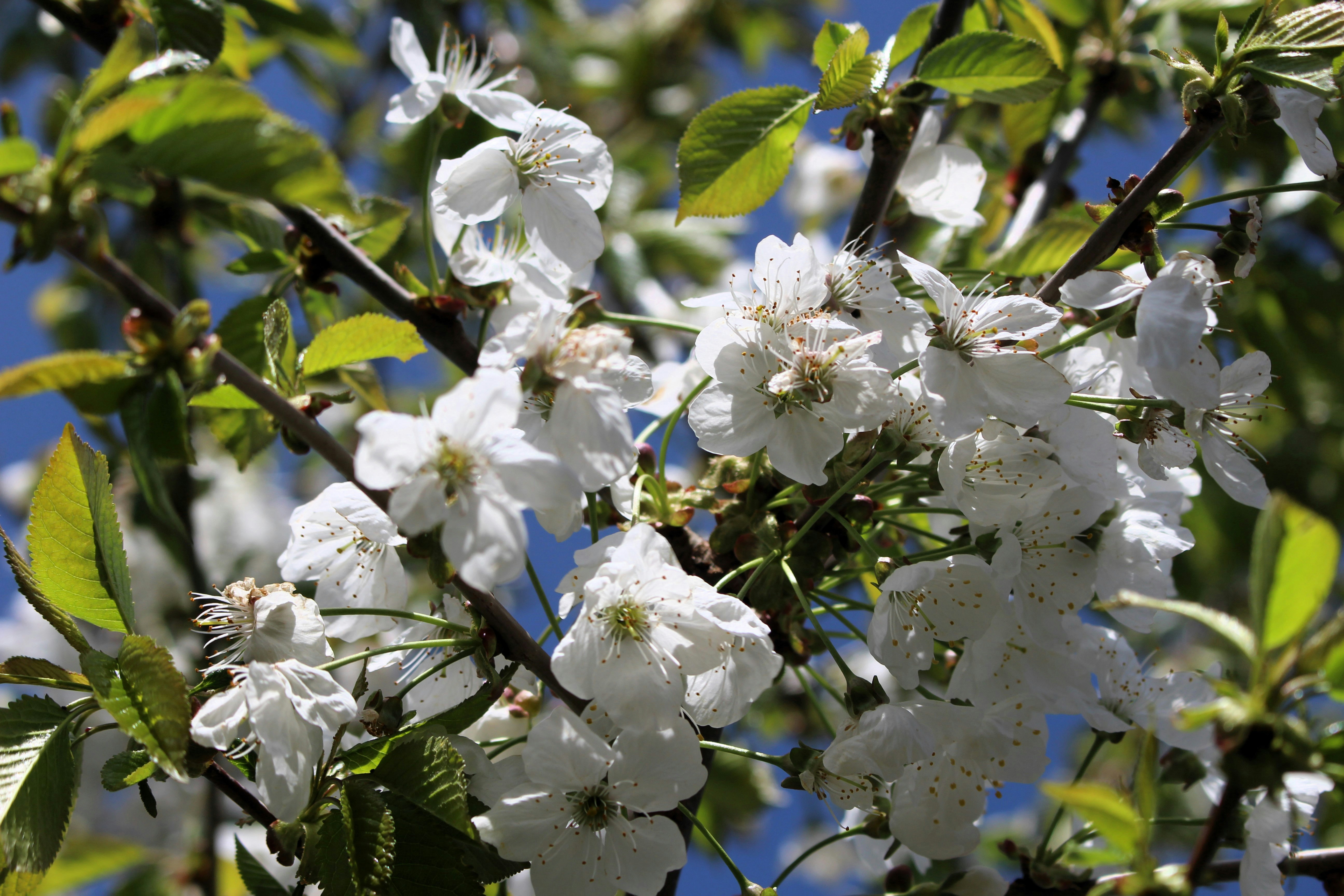 Petal Mosaic: White Blossoms Framed by Green Leaves Under a Blue Sky