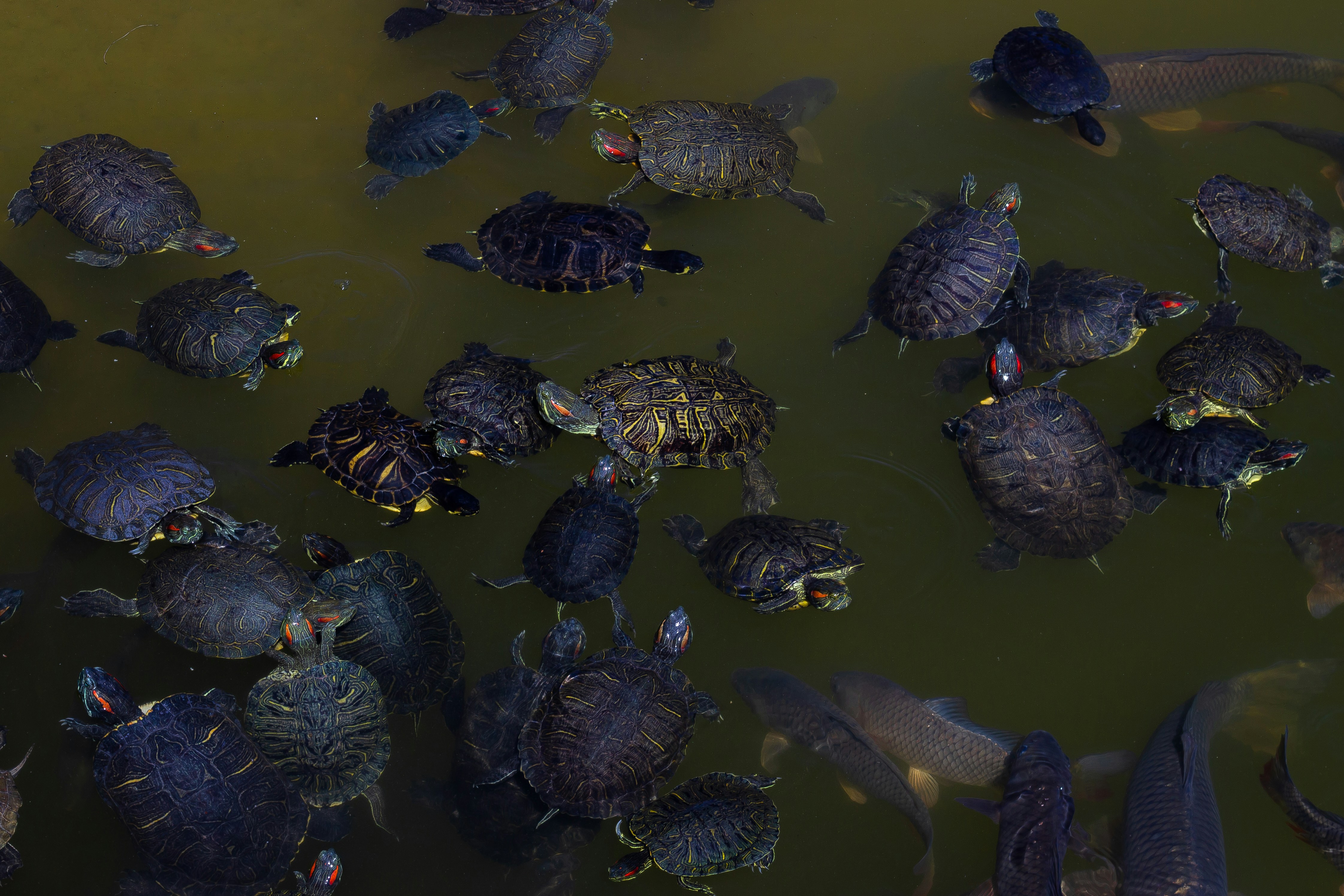 Overhead Ballet of River Turtles in Murky Green Waters