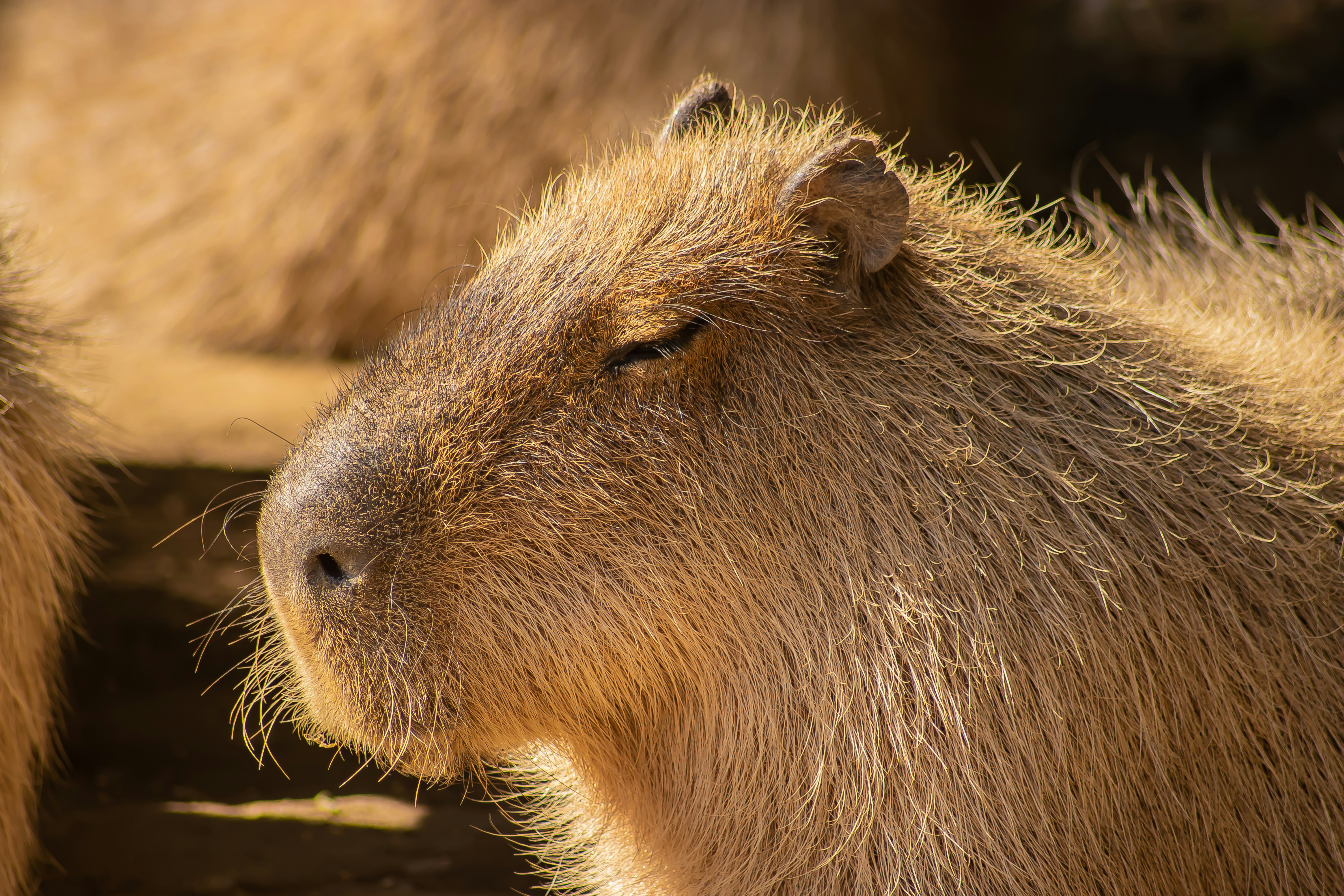 A close up of a capybara looking at something photo – Free Wildlife ...
