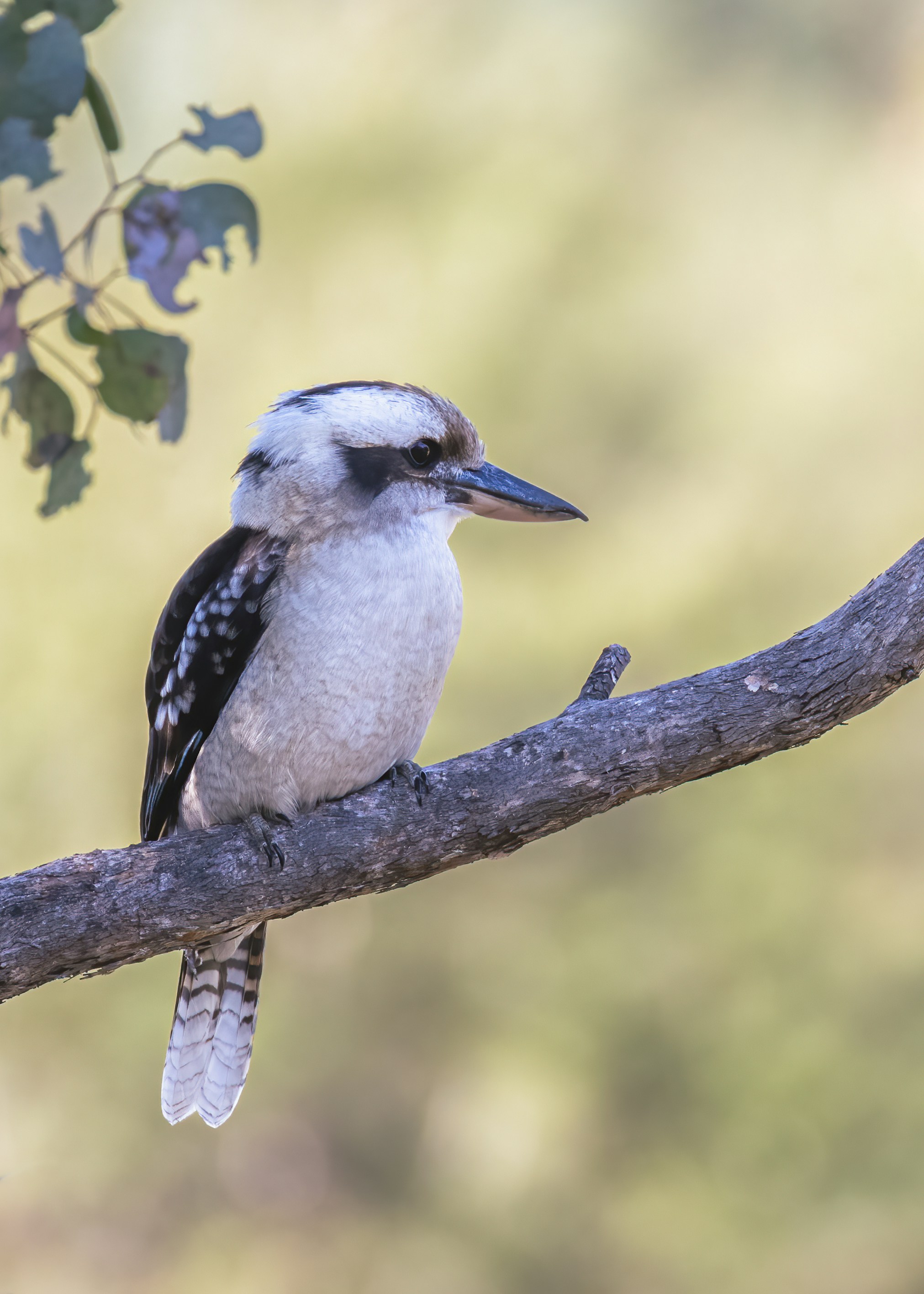 A small bird perched on a tree branch photo – Free Animal Image on Unsplash
