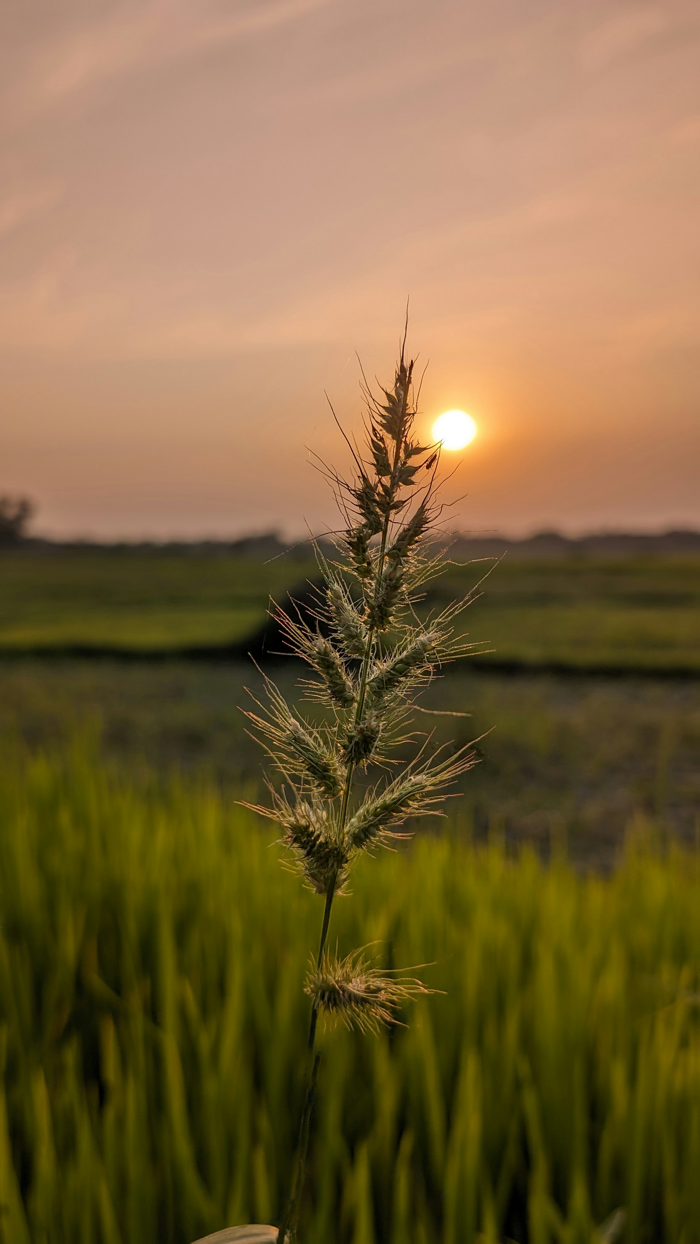 A solitary grass stalk standing against a vibrant sunset, with lush green fields in the background. The scene captures the tranquility of dusk.
