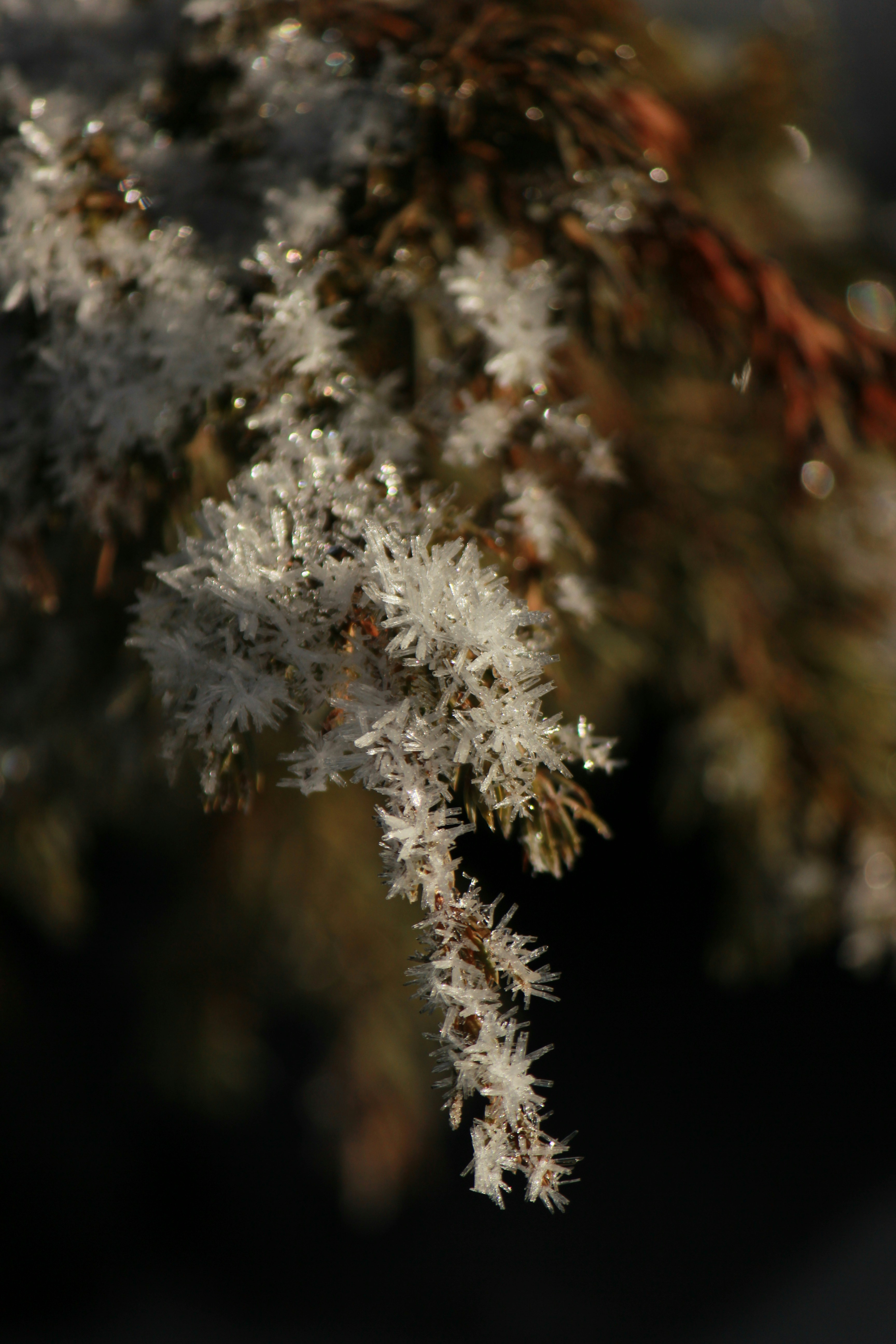 Crystal Fronds on a Frosted Pine Twig at First Light