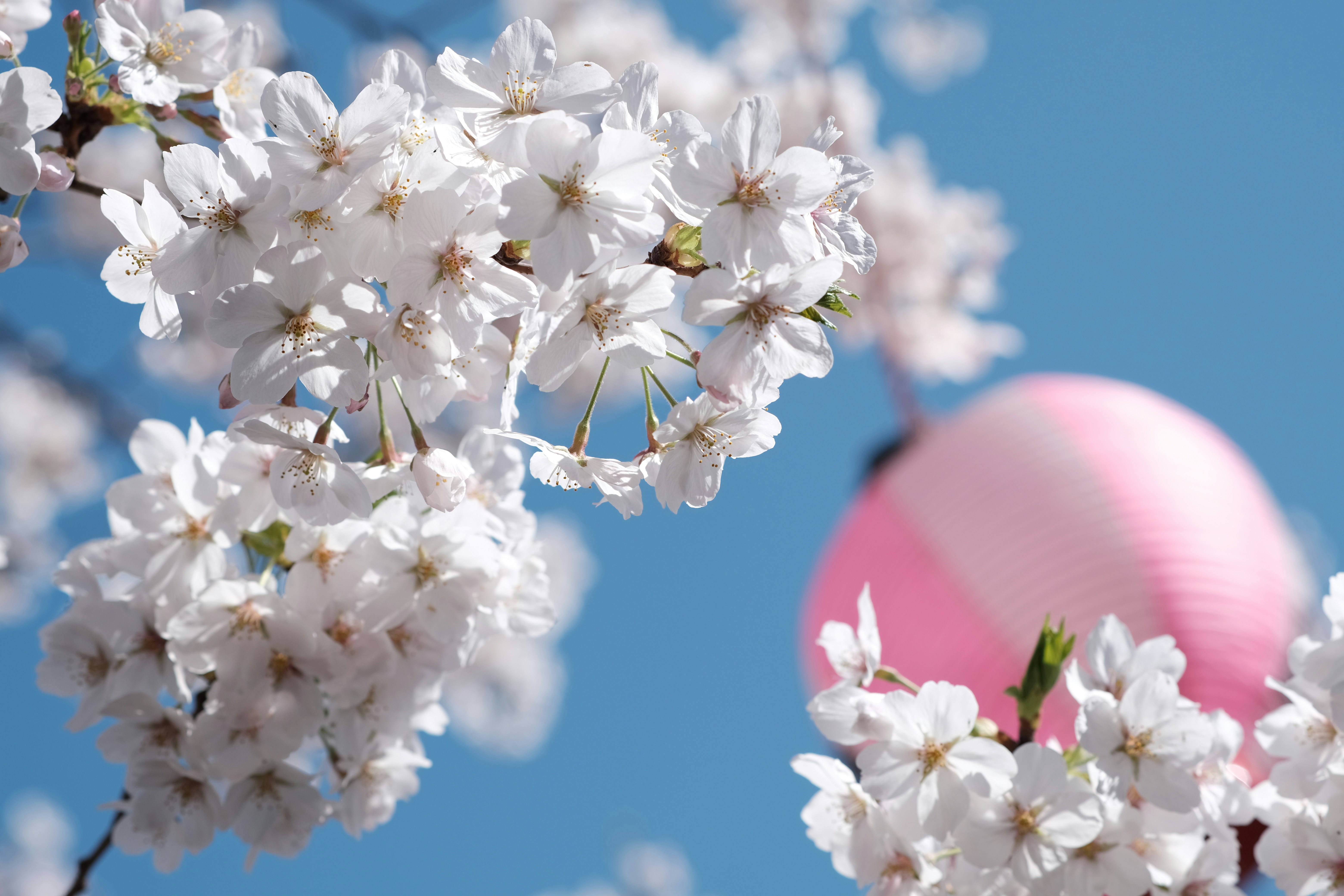 Close-Up Cherry Blossoms Against a Pink Lantern in a Bright Spring Sky