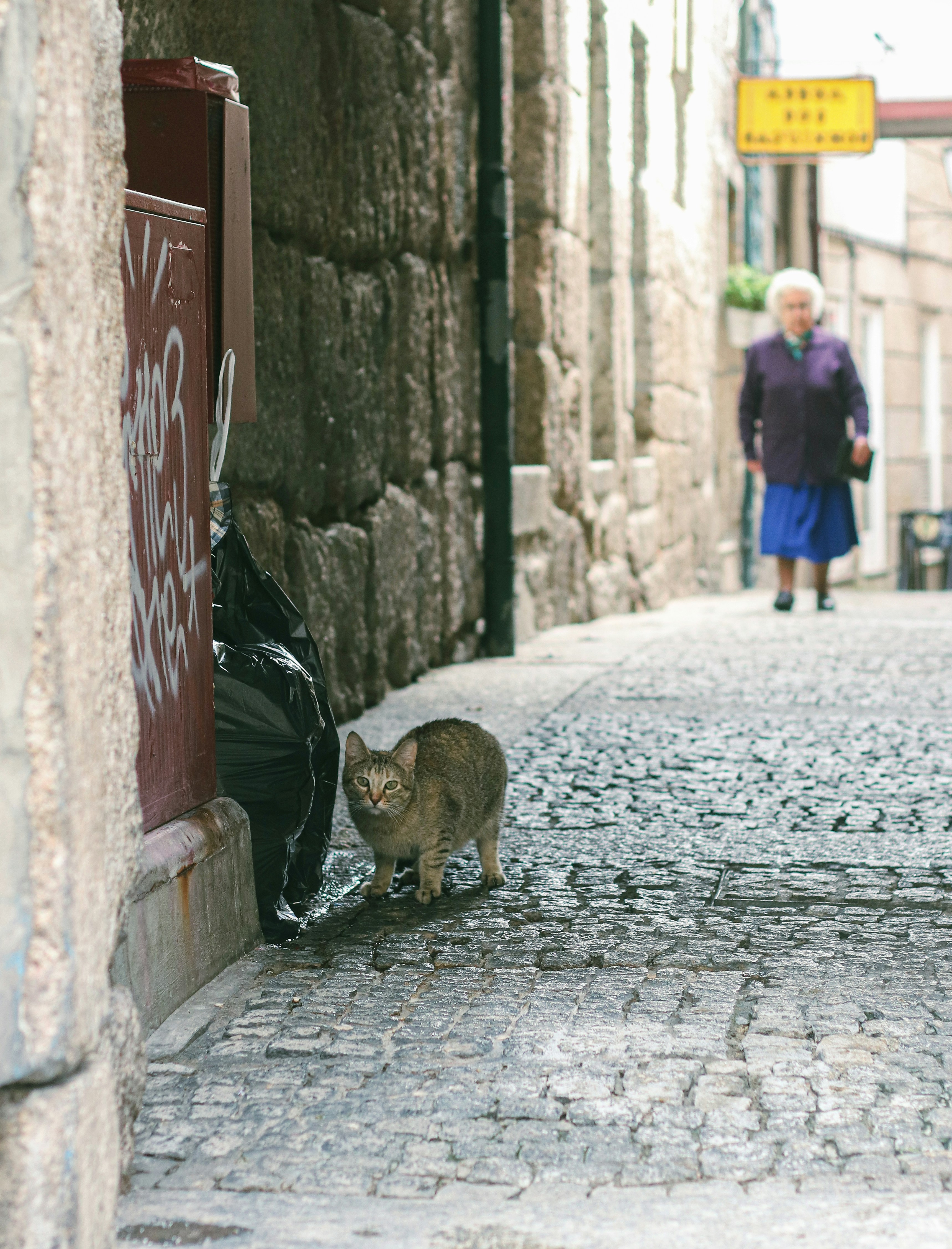 Cobblestone Street Cat: A Quiet Stare by the Alley Gate