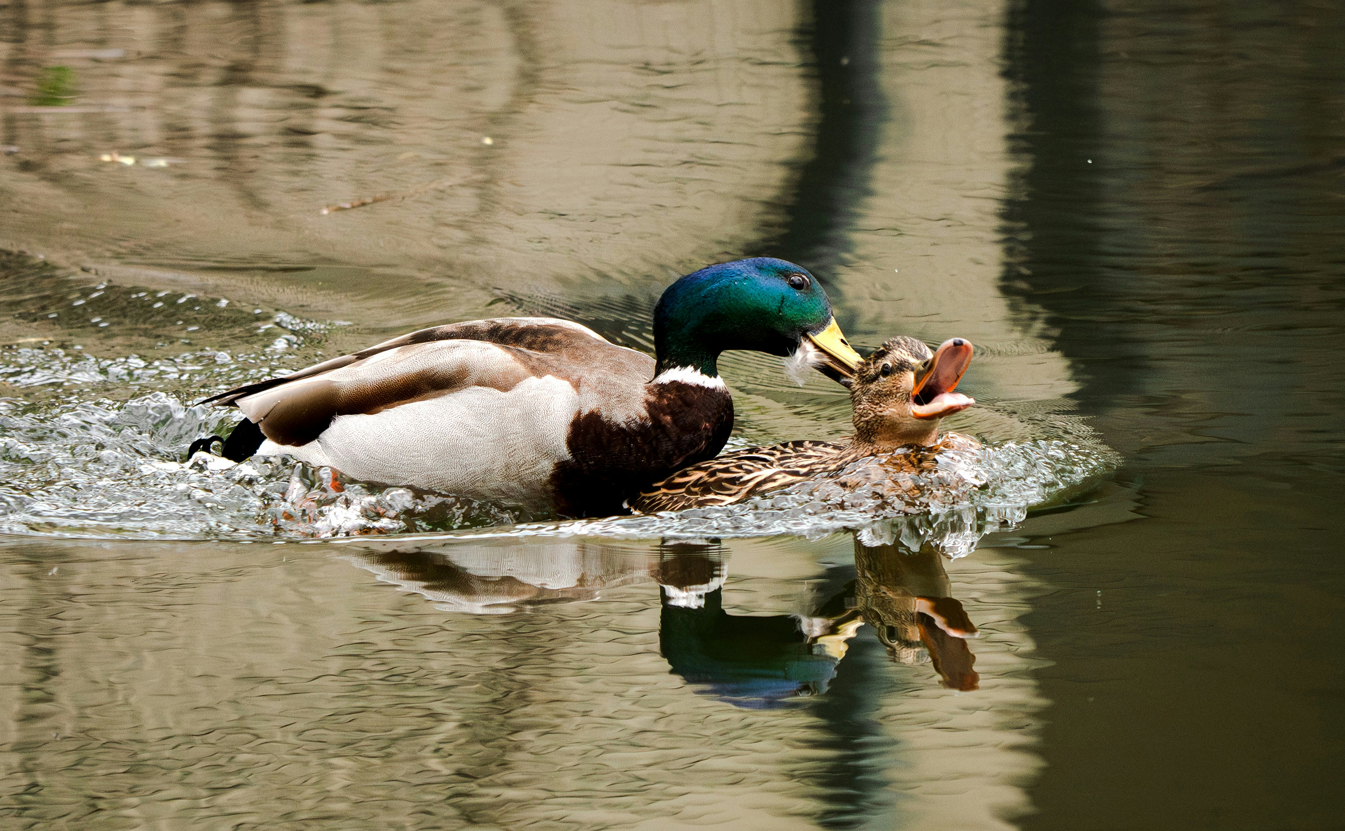 A duck and a duckling are swimming in the water photo – Free Animal ...