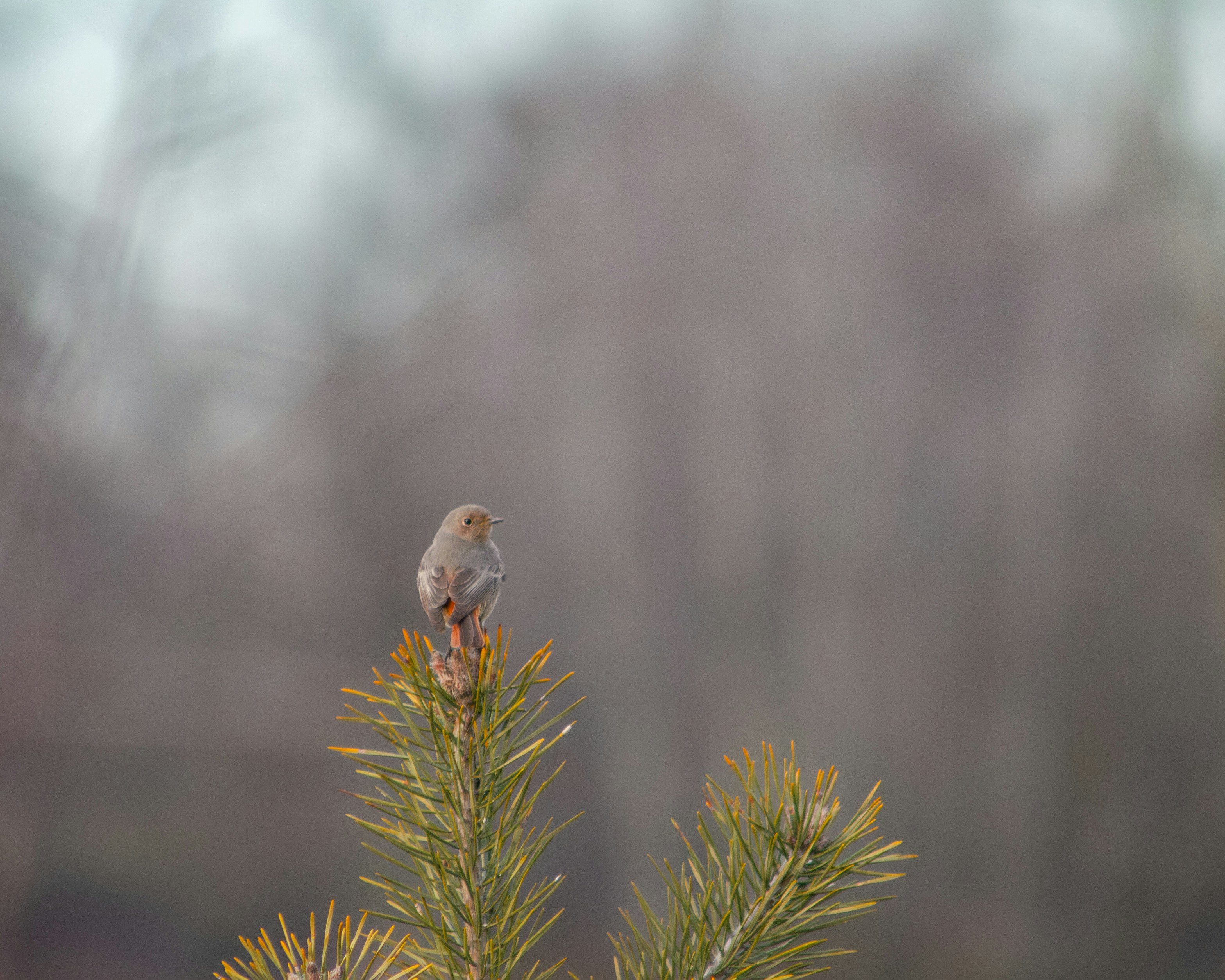 Tiny perched watcher on pine needles against a soft winter backdrop