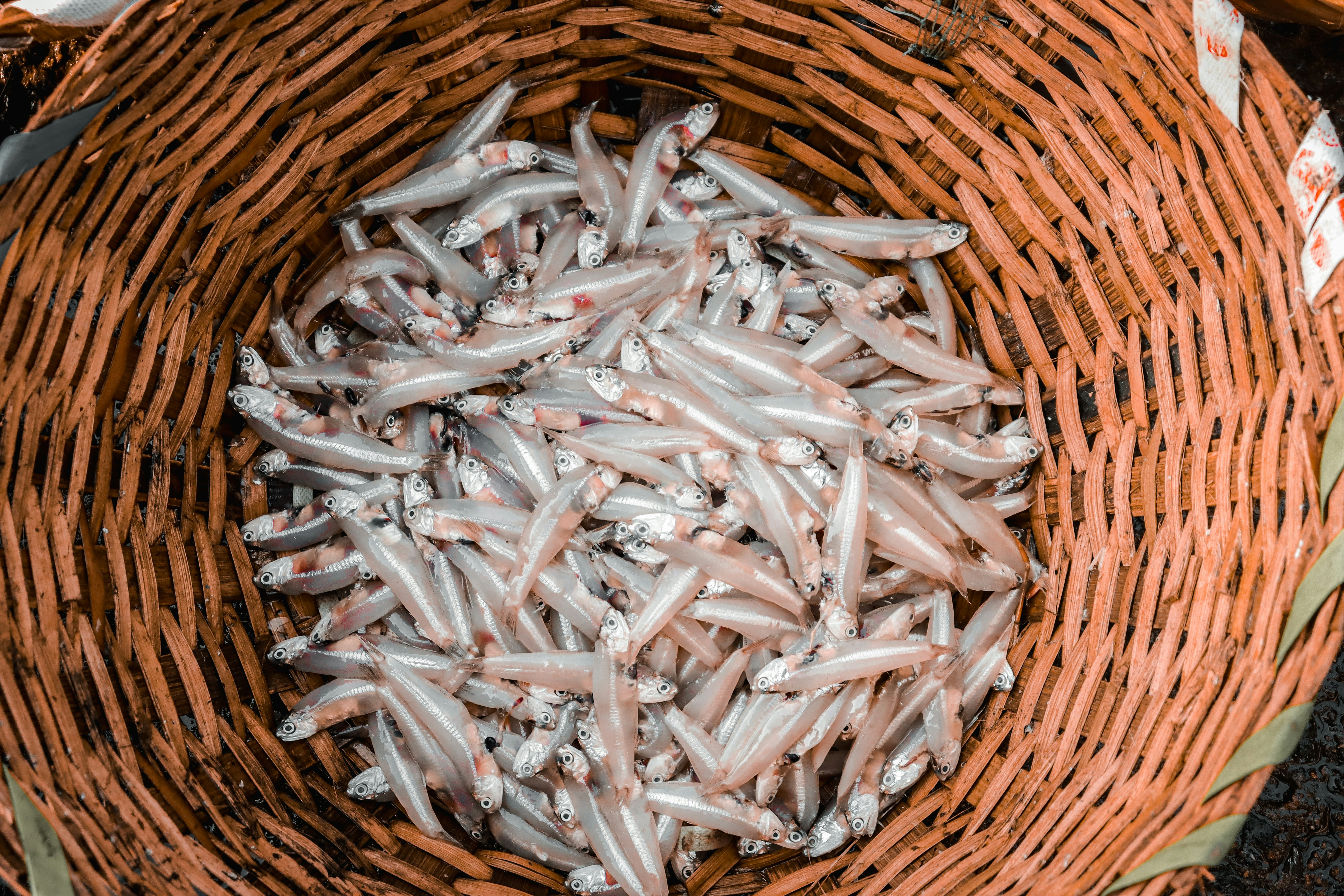 A basket filled with lots of small white objects photo – Free Animal ...