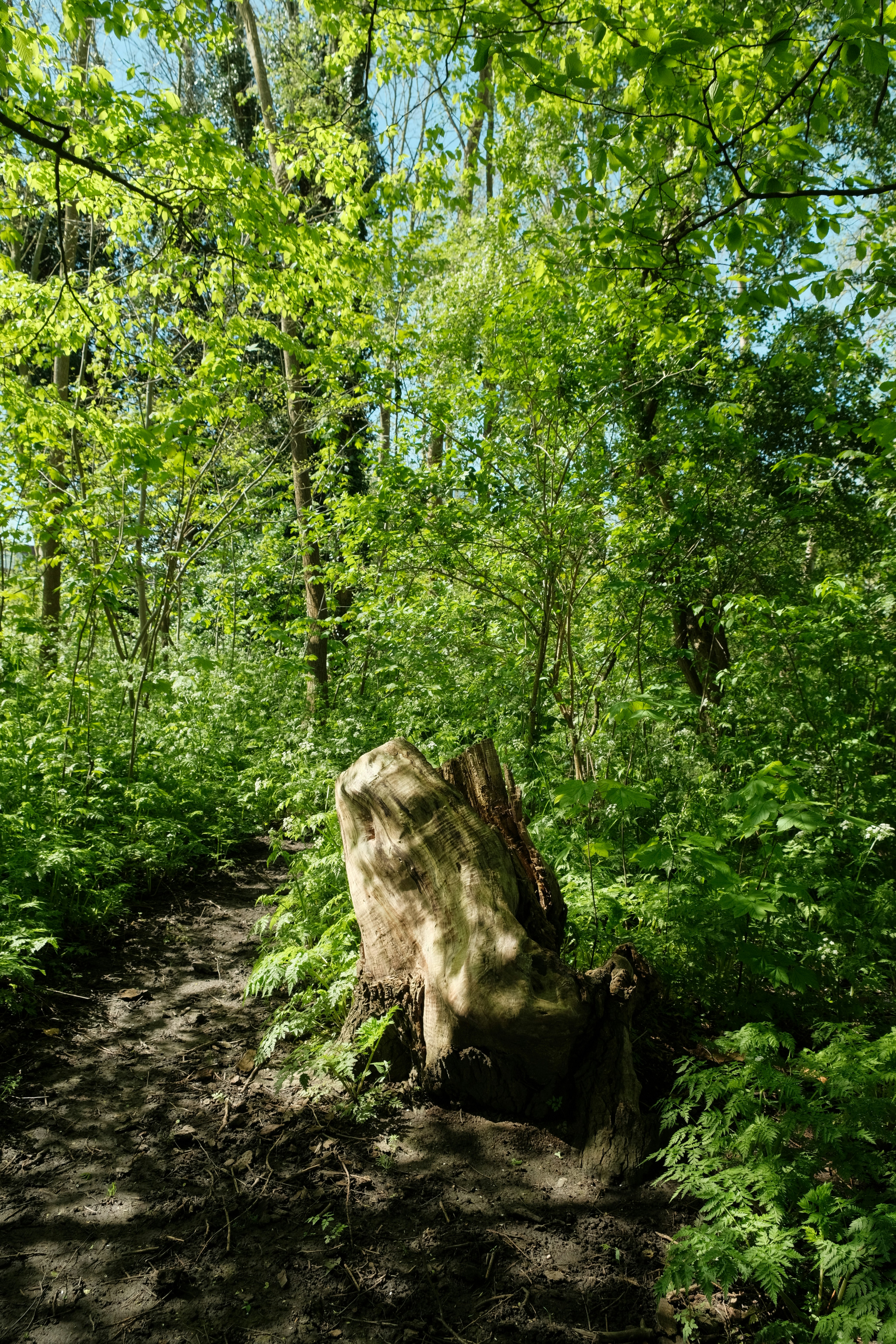 Verdant Silence: Sunlit Stump on a Forest Path