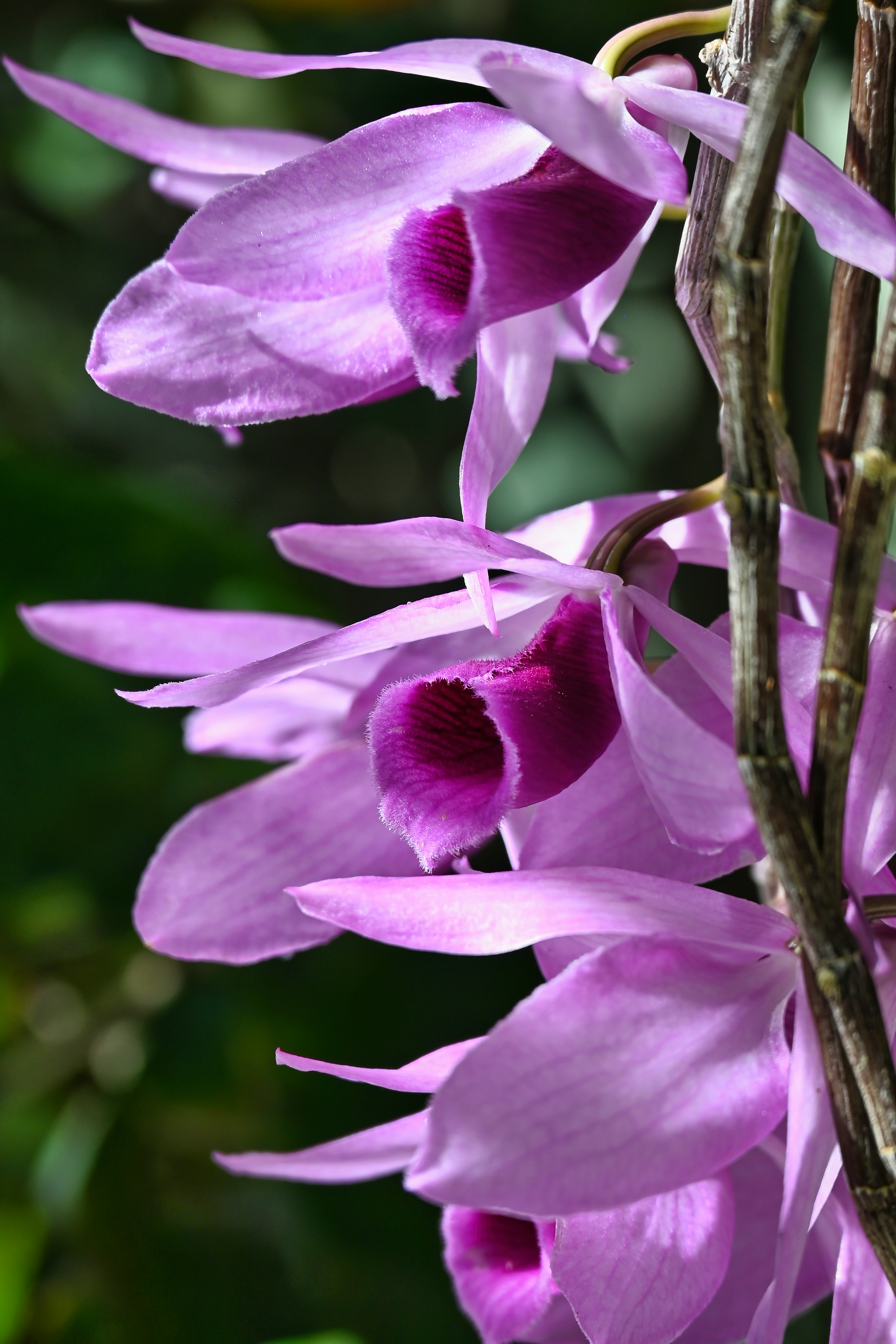 Purple Velvet Orchids Unfurl Along a Weathered Stem