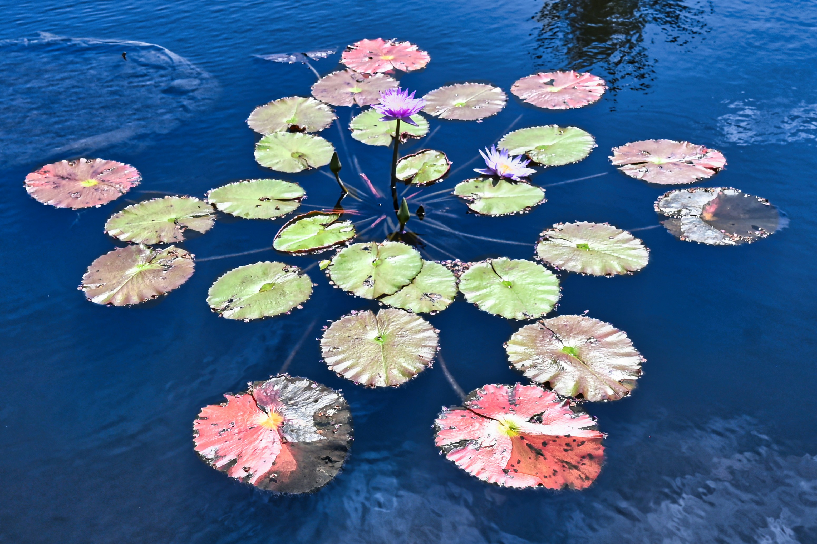 Floating Mosaic: Pink-Tipped Lily Pads on a Calm Blue Pond