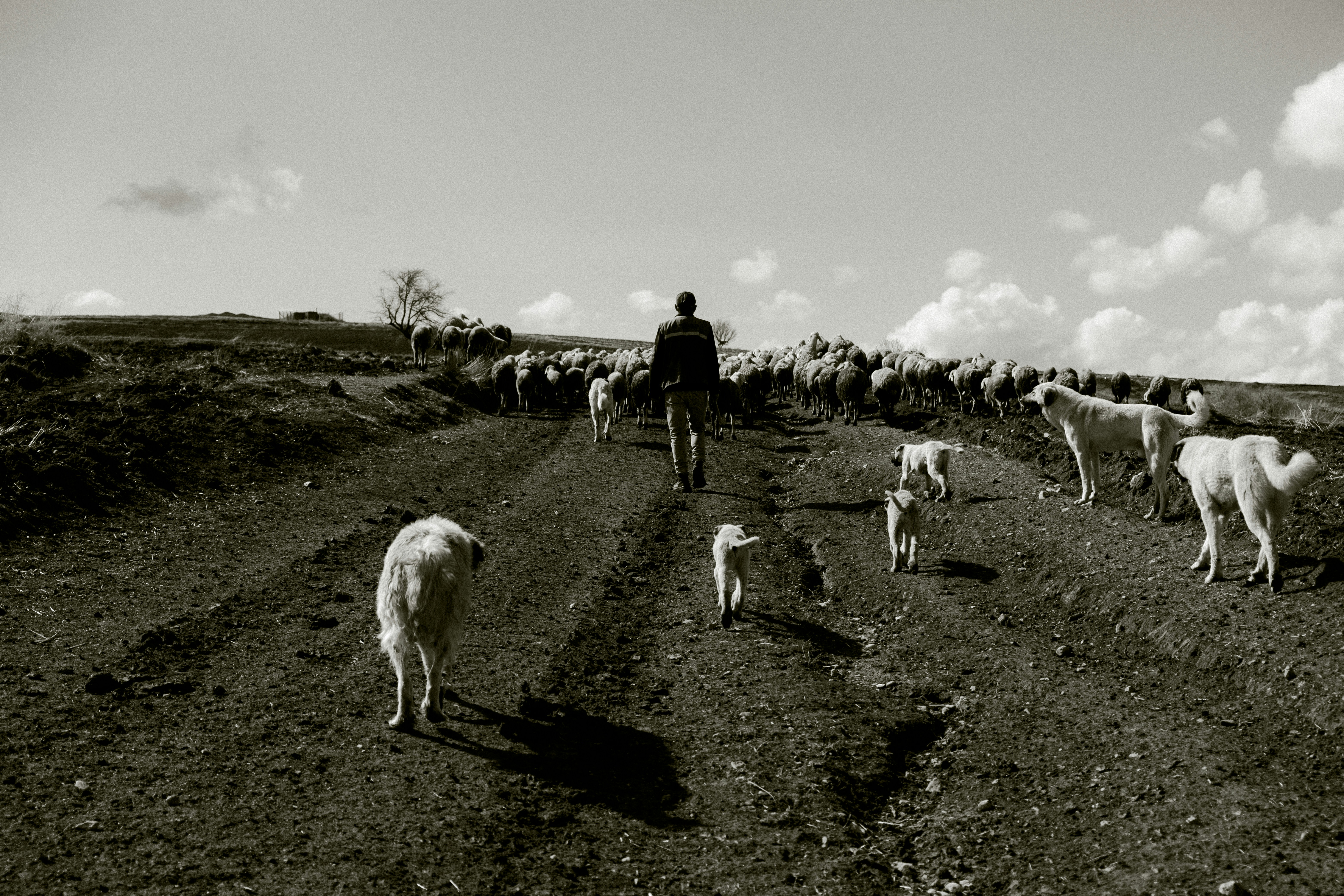 Dusty Gravel, White Hounds: A Lone Shepherd on a Monochrome Road