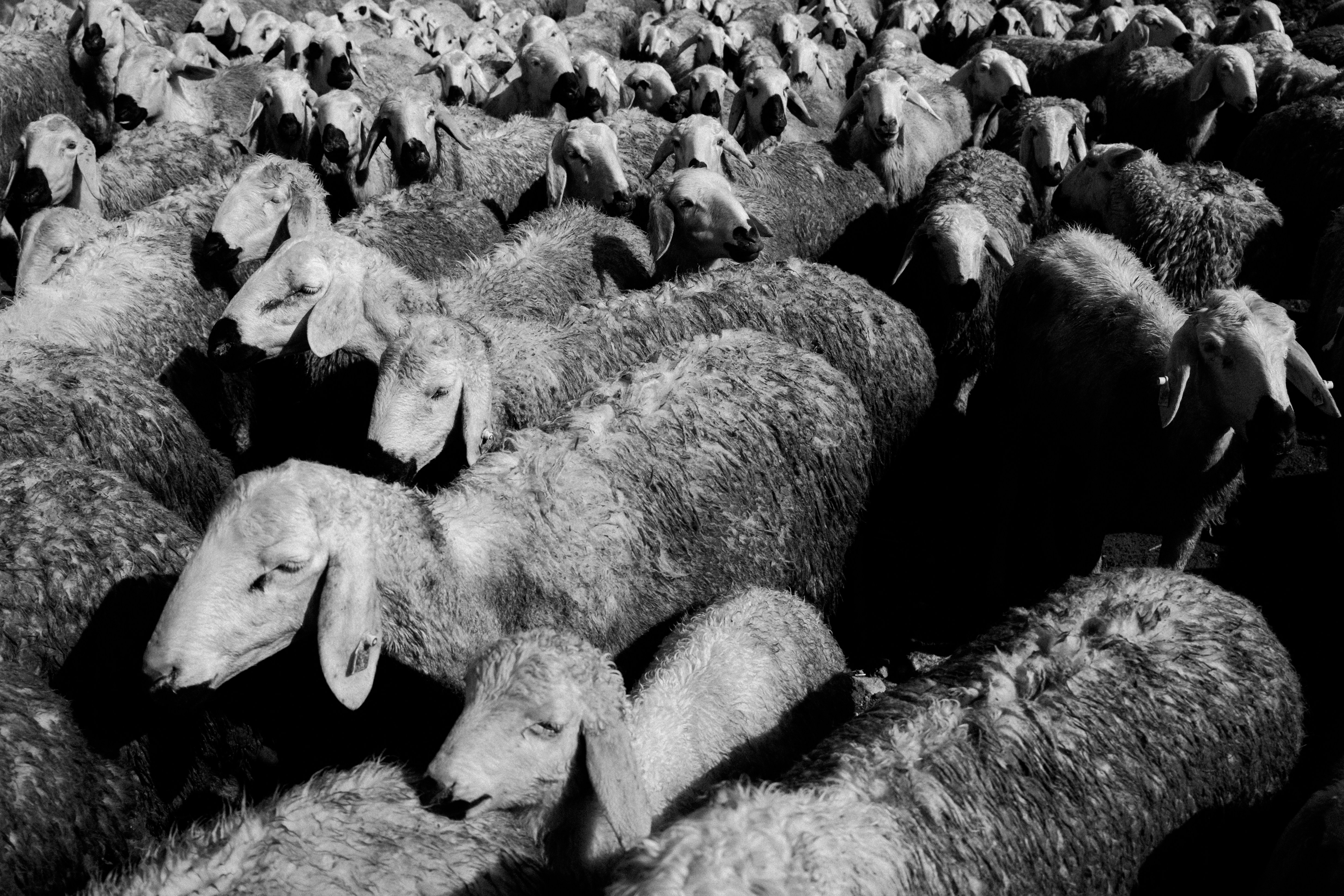 Mass of Wool: A Close-Knit Flock in Monochrome
