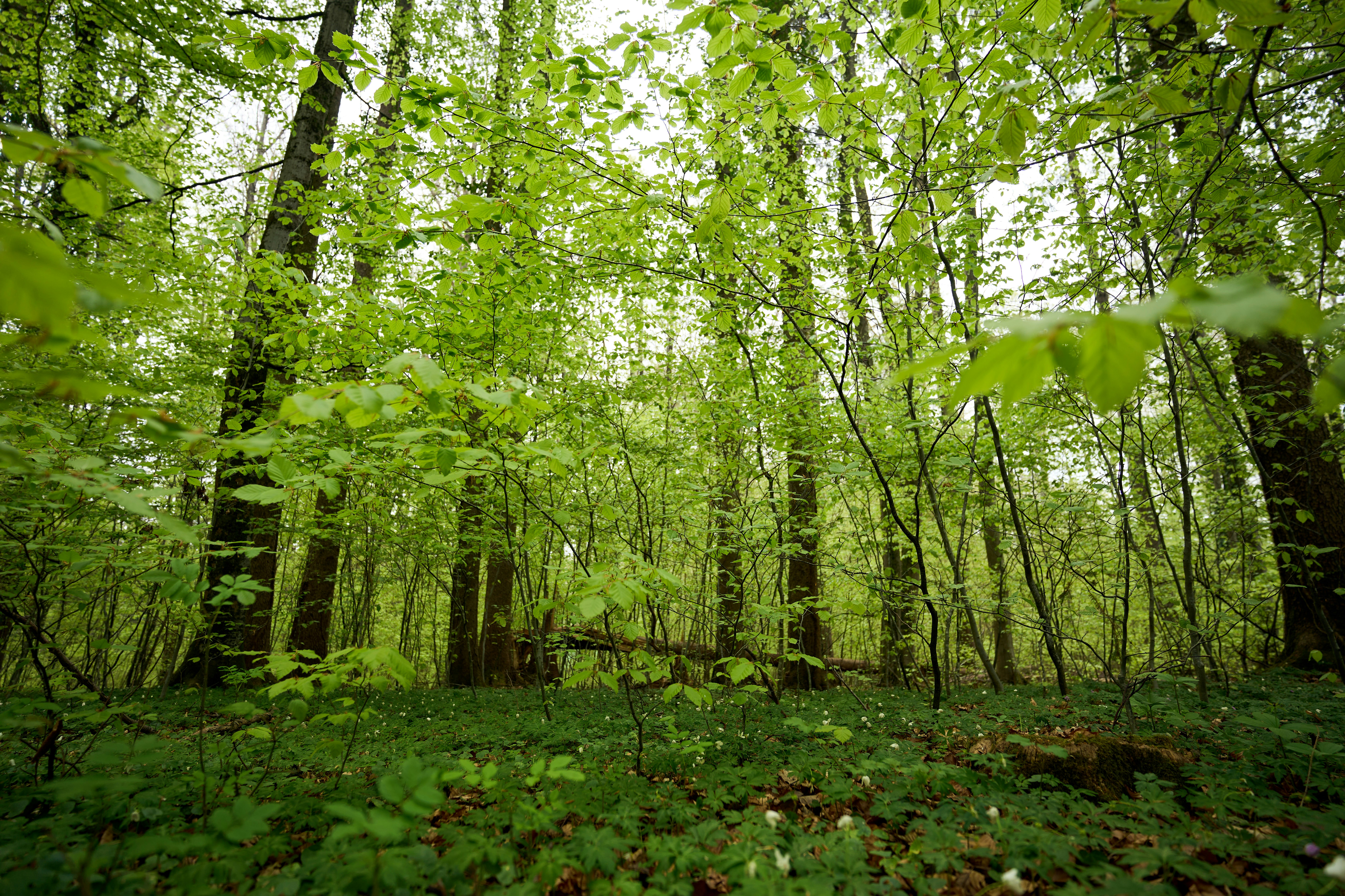 A lush green forest filled with lots of trees photo – Free Forest Image ...